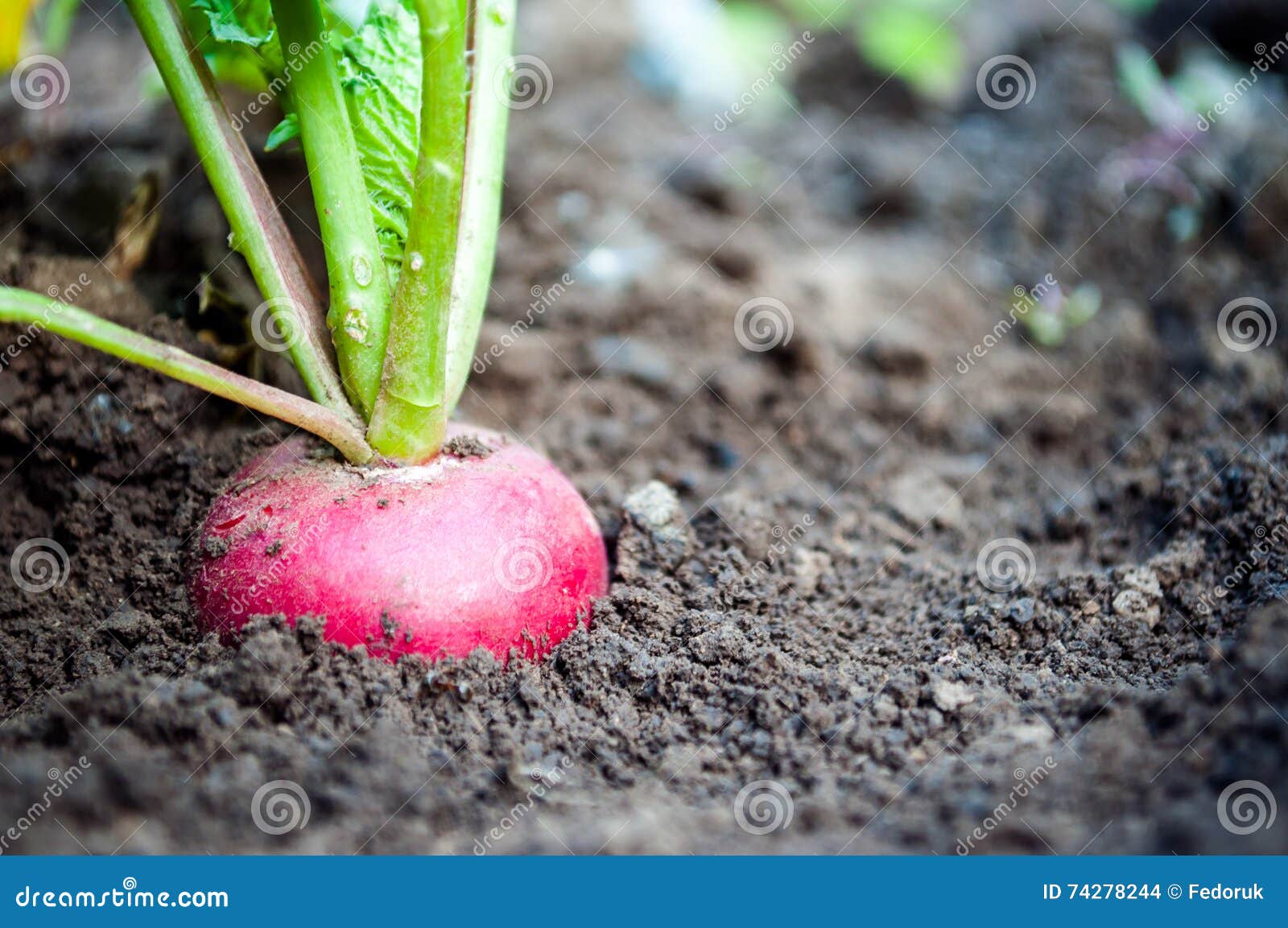 Red Radish Growing Out of the Ground Stock Photo - Image of dieting ...