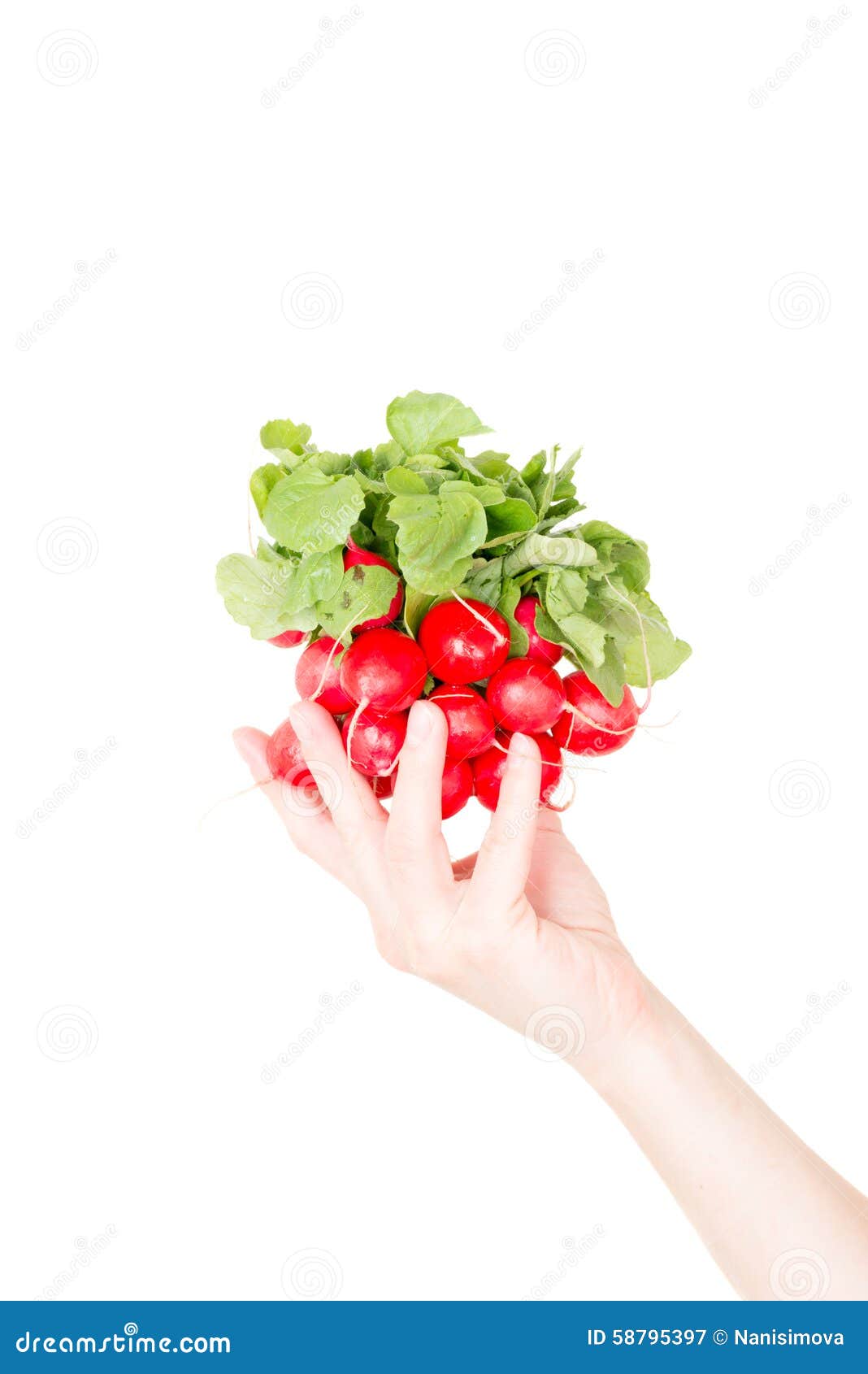 Red Radish Isolated on White in Human Hand Stock Image - Image of ...