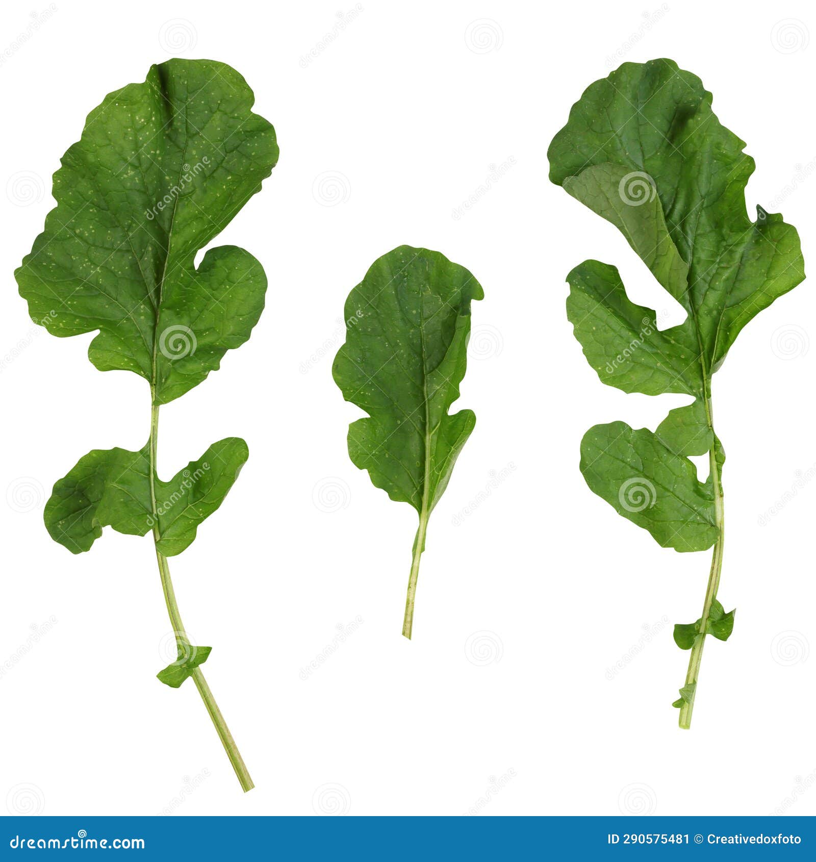 Red radish leaves stock image. Image of natural, delicious - 290575481