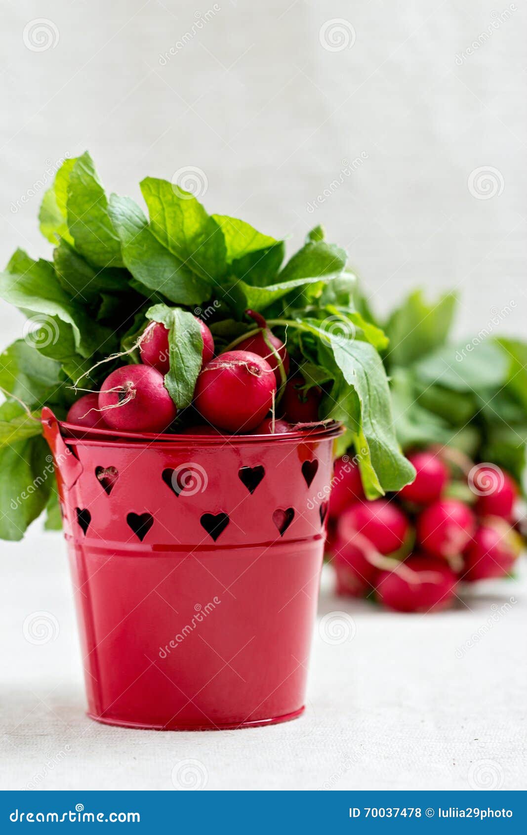 The red radish. stock photo. Image of closeup, green - 70037478
