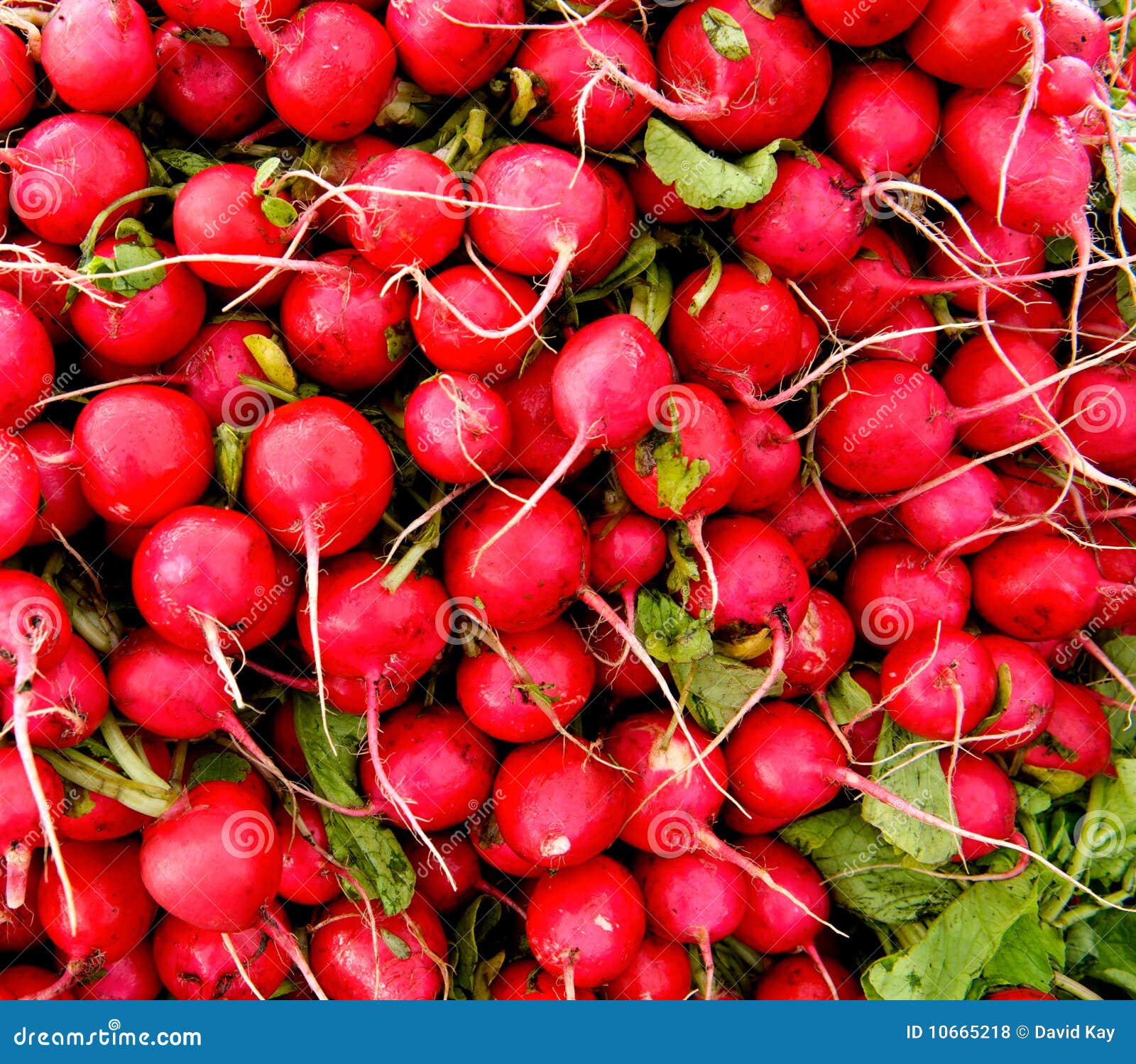 Red Radishes stock photo. Image of nutritious, leaf, colorful - 10665218