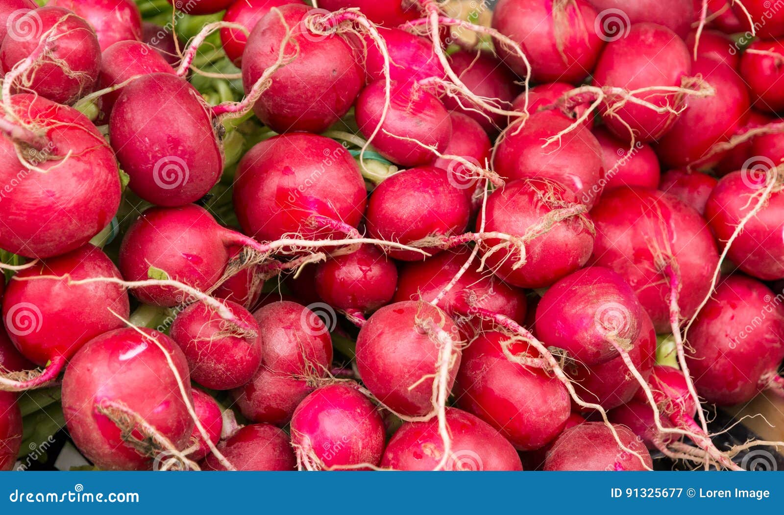 Red radishes stock image. Image of aromatic, bundle, freshness - 91325677