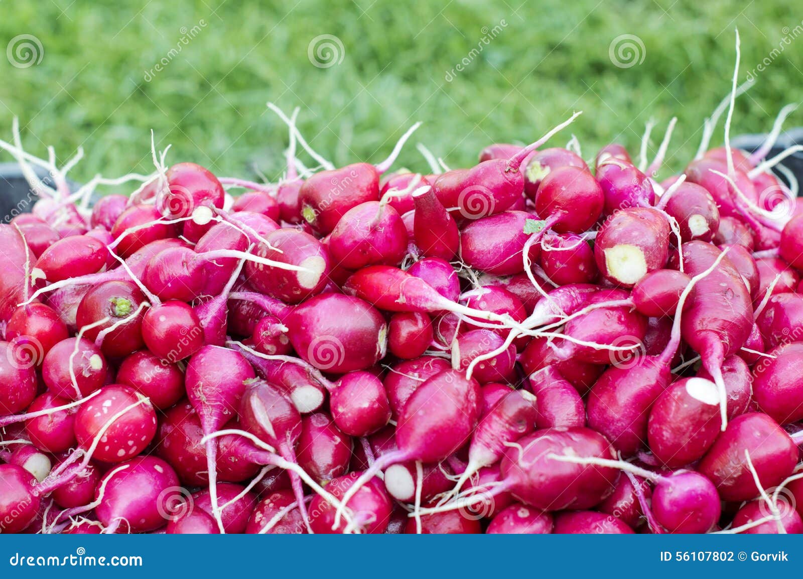 Red Radishes in a Plastic Box Stock Photo - Image of garden, farming ...