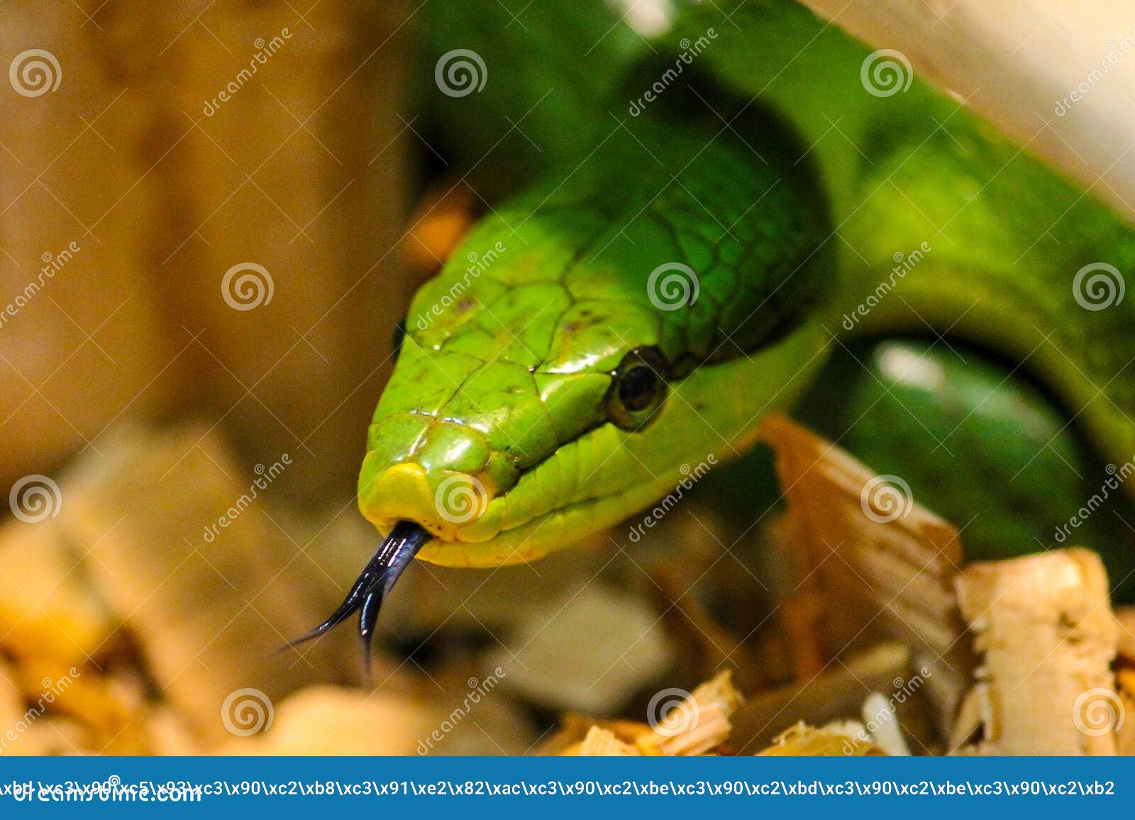 Gonyosoma Oxycephalum, Known Commonly As The Arboreal Ratsnake, The Red ...