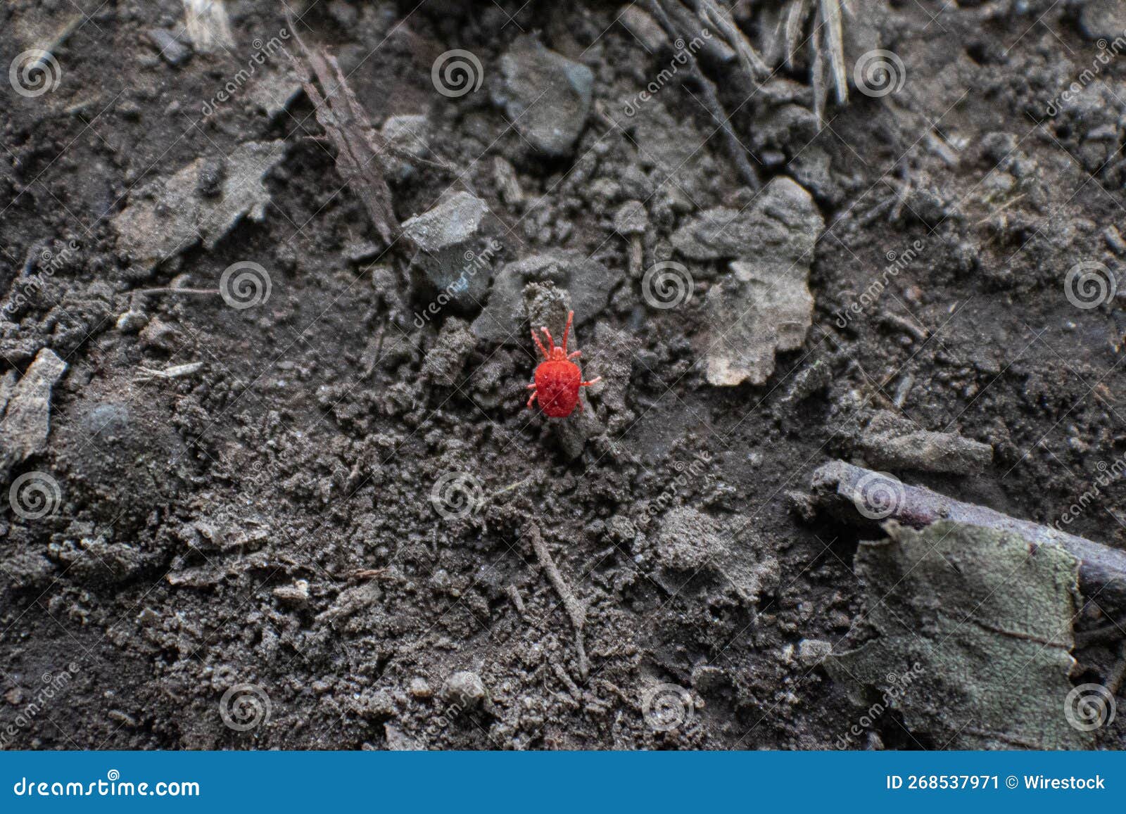 Red Rain Bug (Trombidiidae) on the Soil Stock Image - Image of rain ...