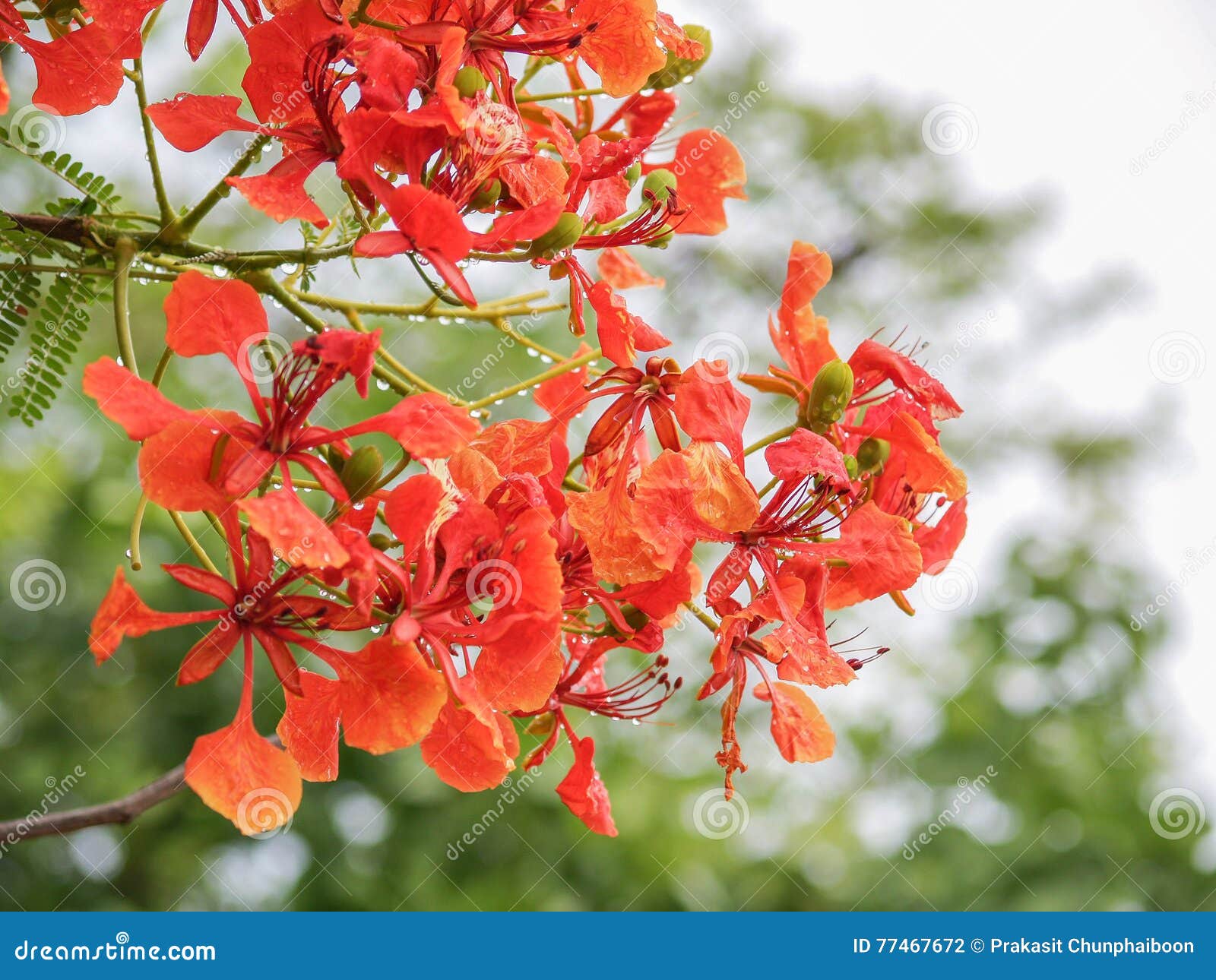 Red Rain Tree Flowers stock photo. Image of tree, landscape - 77467672