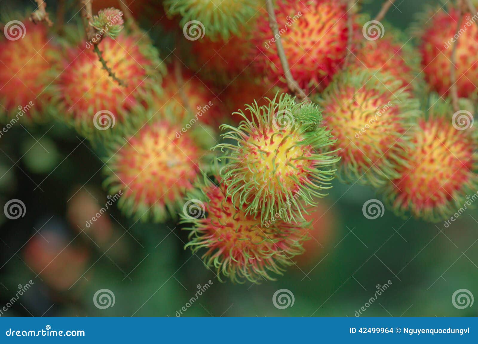 Red Rambutan is Growing at the Garden Stock Photo - Image of growing ...