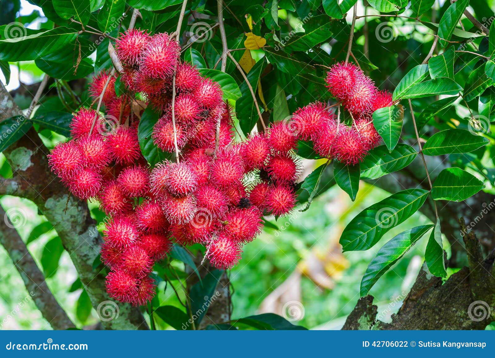 Red rambutan on tree stock photo. Image of food, leaf - 42706022