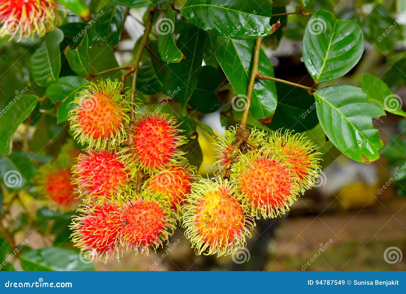 Red rambutan on tree. stock image. Image of tasty, food - 94787549