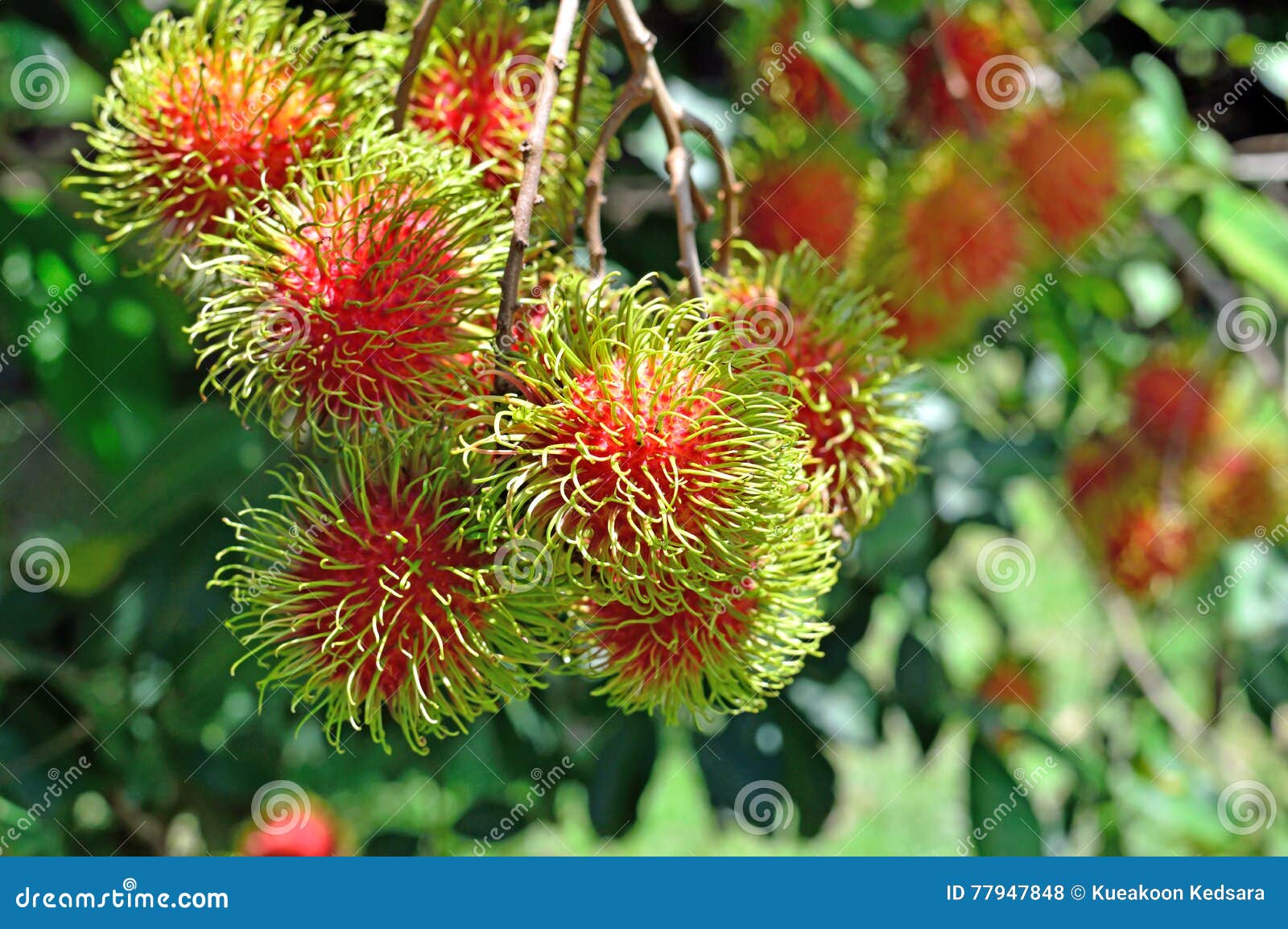 Red Rambutan on the tree stock photo. Image of garden - 77947848