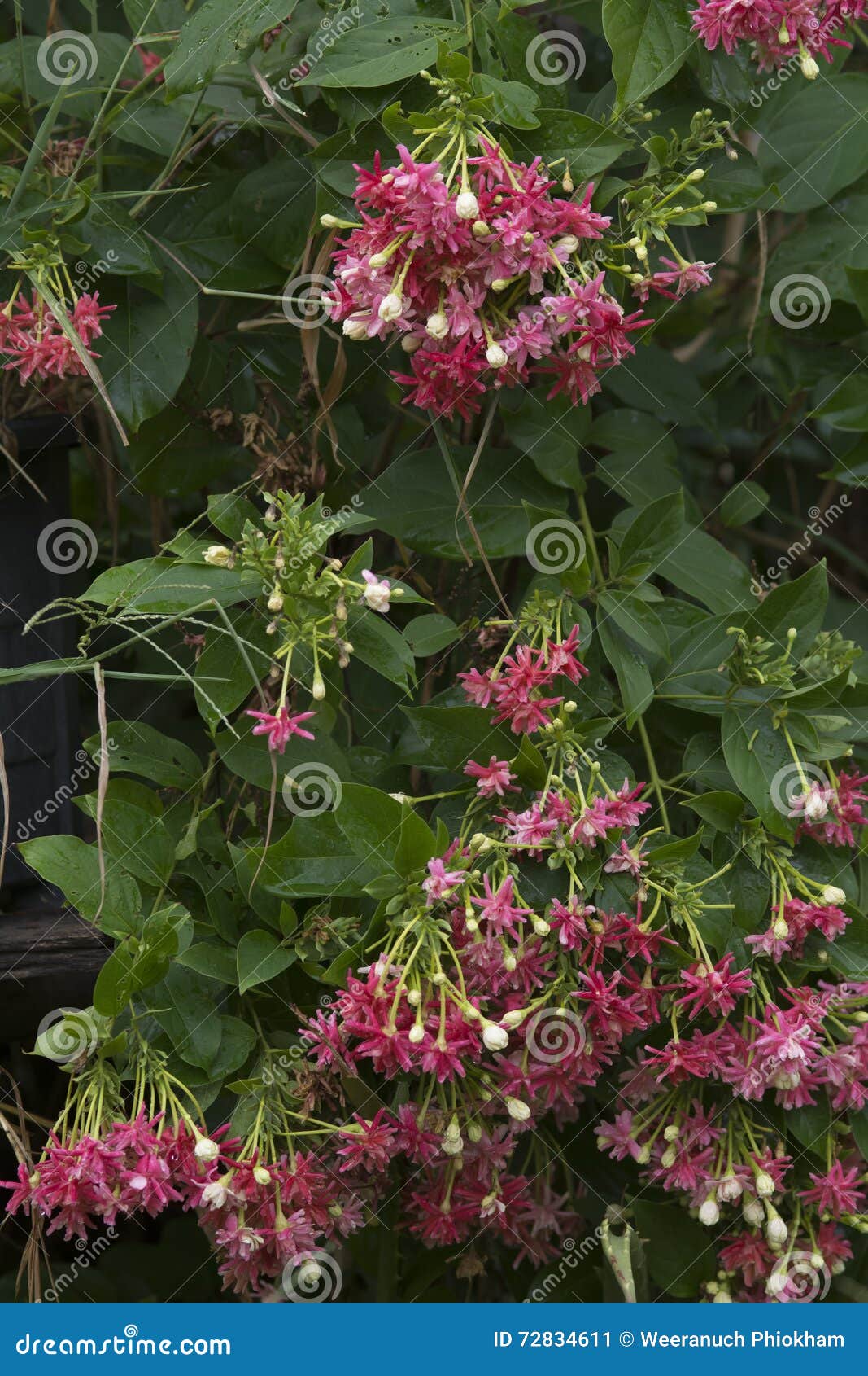 Red Rangoon Creeper Flowers Stock Image - Image of indica, botanical ...