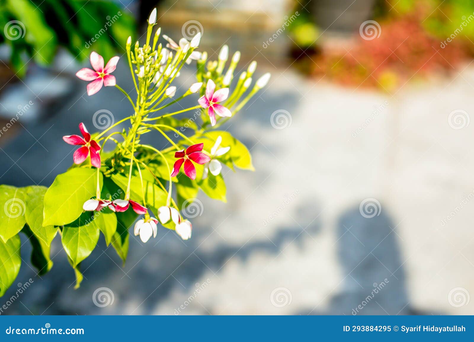 The Red Rangoon Creeper Flowers are Blooming Stock Image - Image of ...