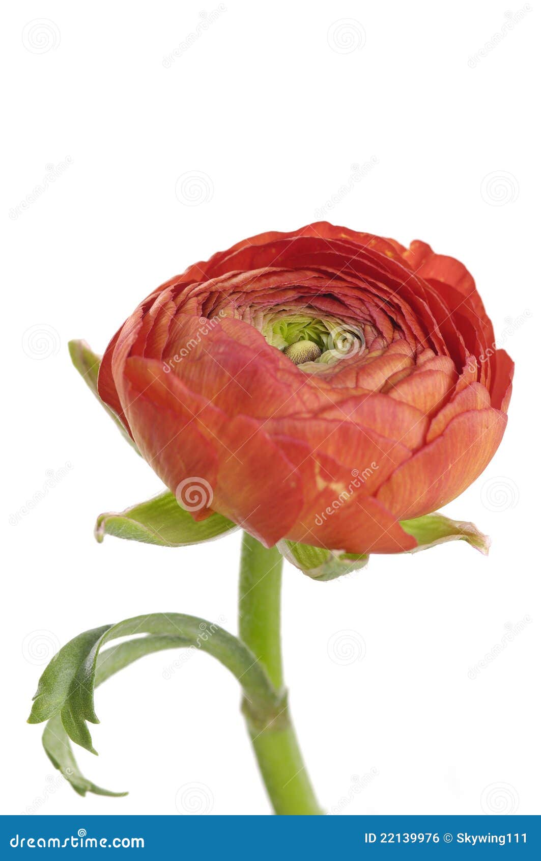 Red ranunculus stock photo. Image of freshness, natural - 22139976