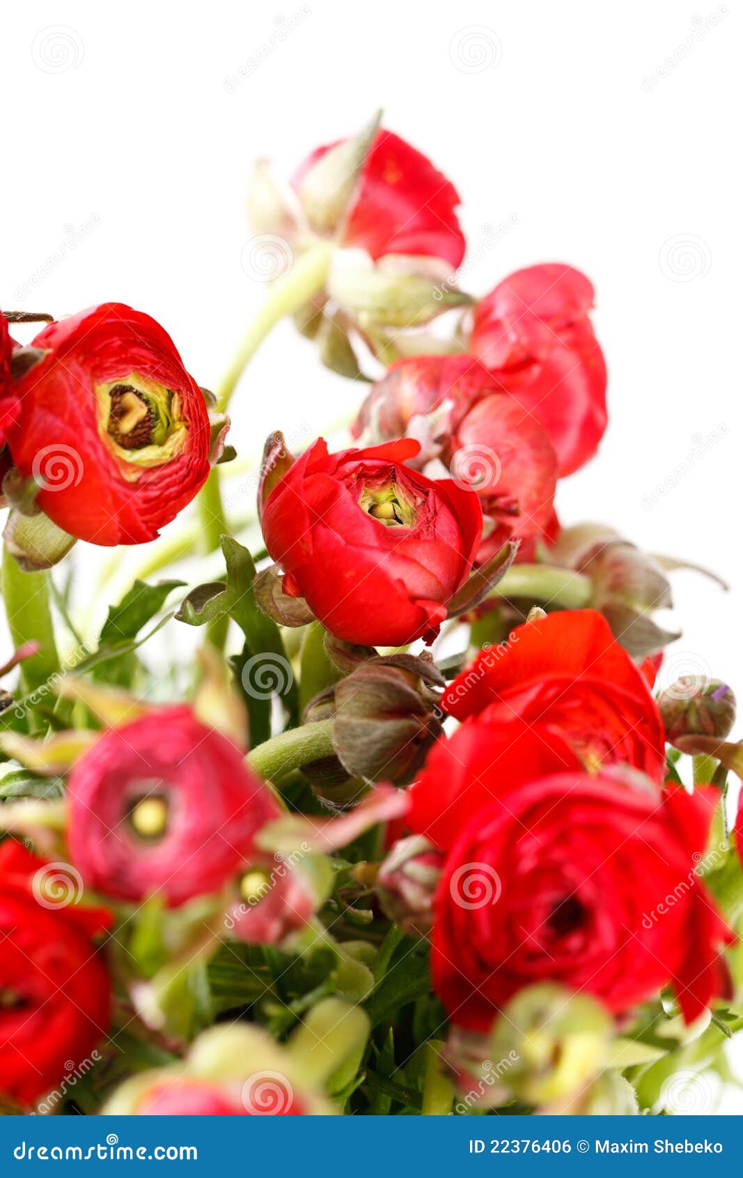 Red Ranunculus stock photo. Image of leaf, green, fresh - 22376406