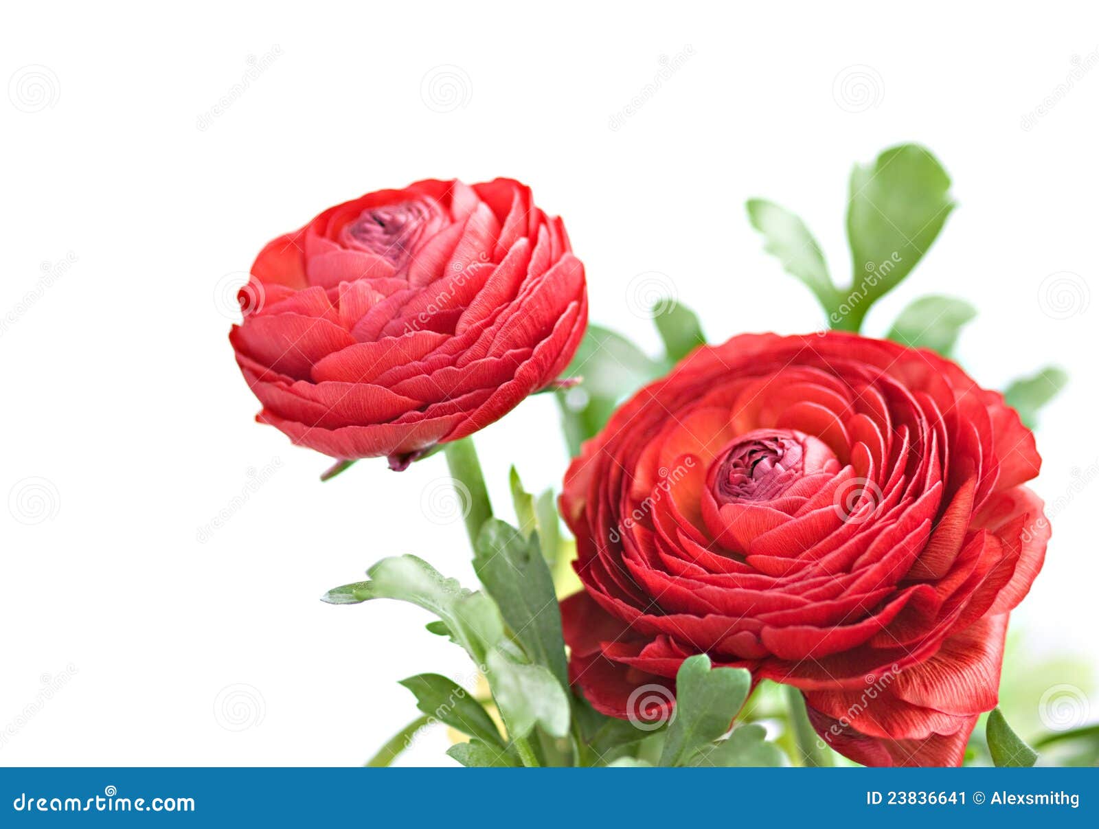 Red ranunculus stock image. Image of isolated, corner - 23836641