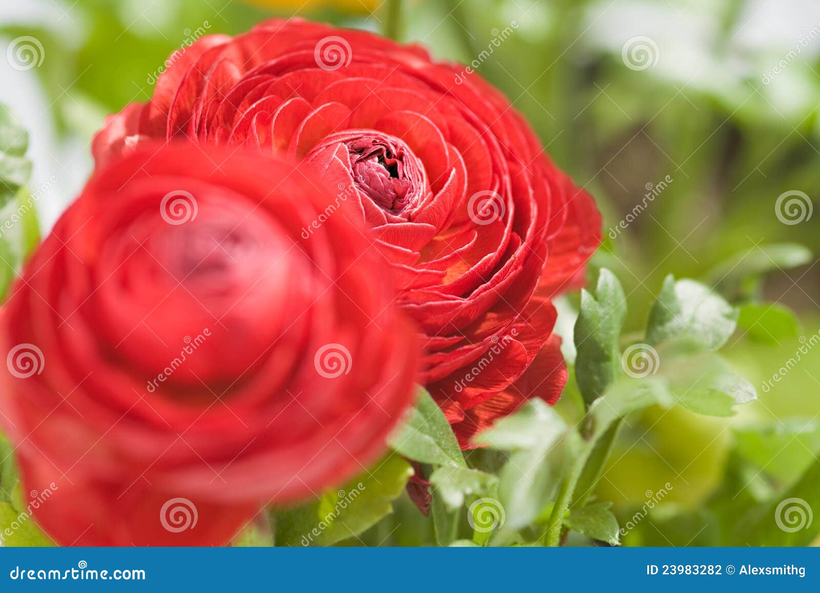 Red Ranunculus stock photo. Image of silk, plant, nature - 23983282