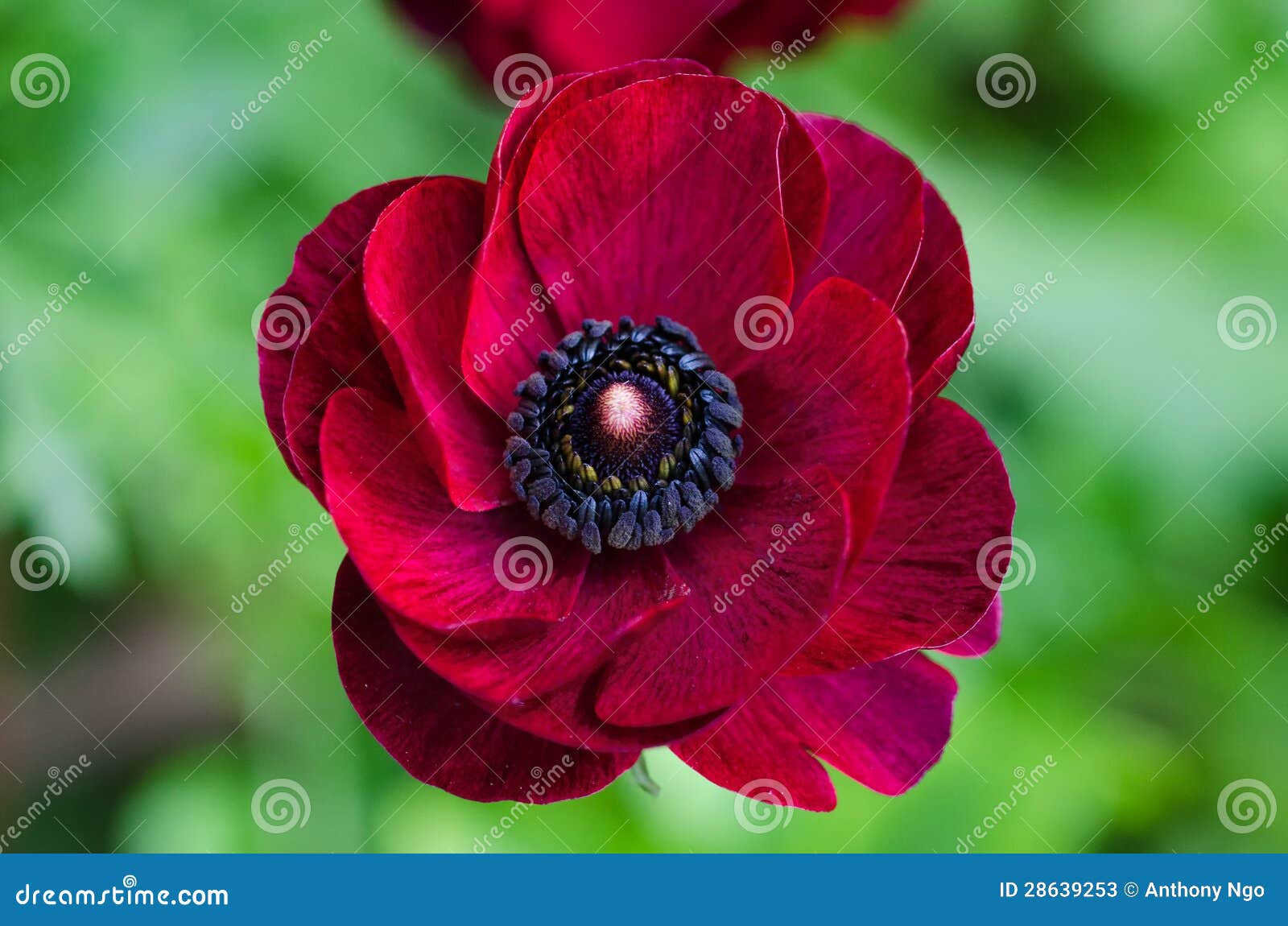 Red Ranunculus stock image. Image of bright, flower, petal - 28639253