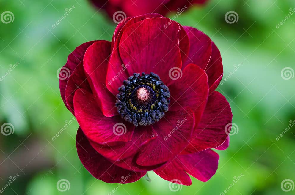 Red Ranunculus stock image. Image of bright, flower, petal - 28639253