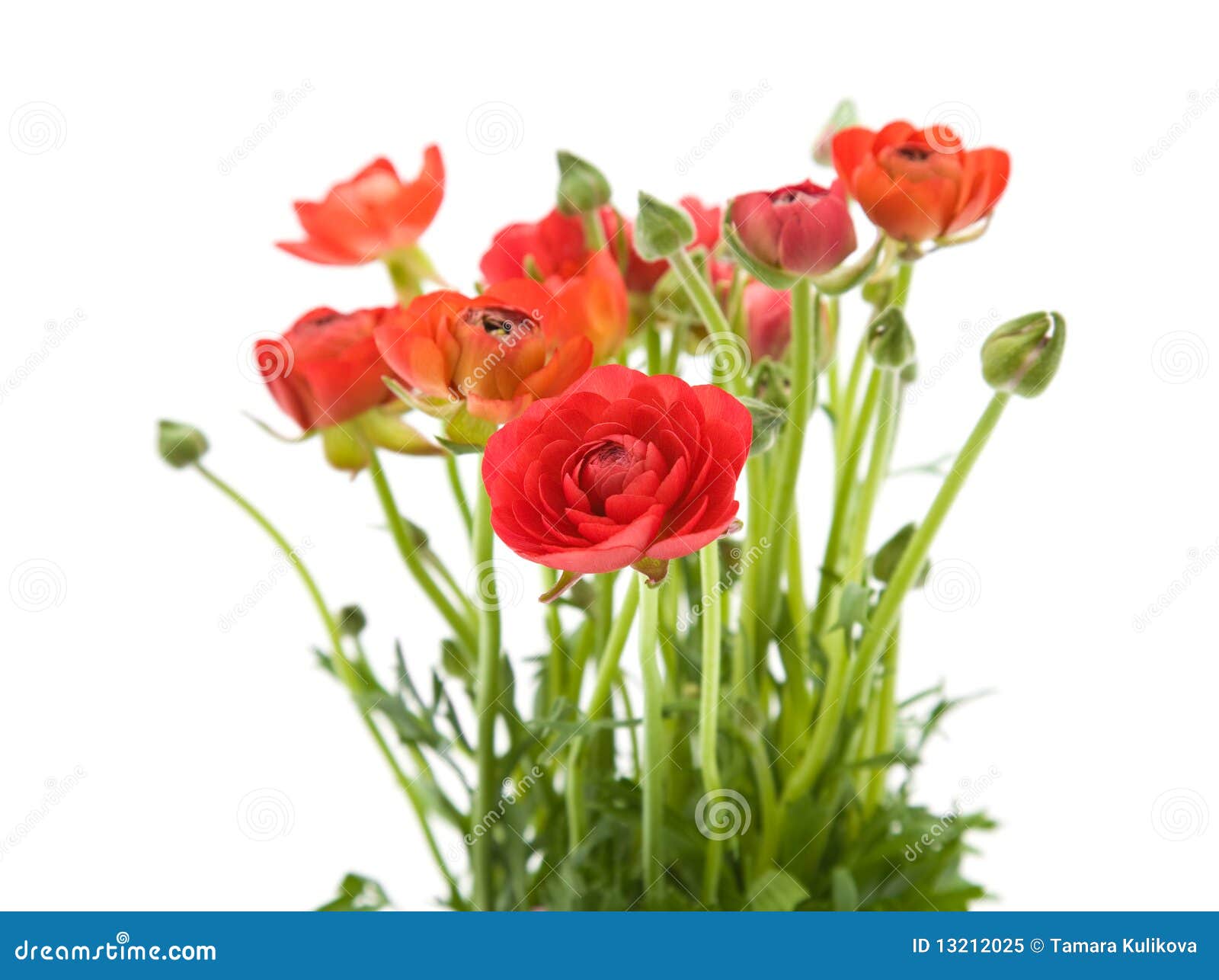 Red Ranunculus asiaticus stock image. Image of ornamental - 13212025