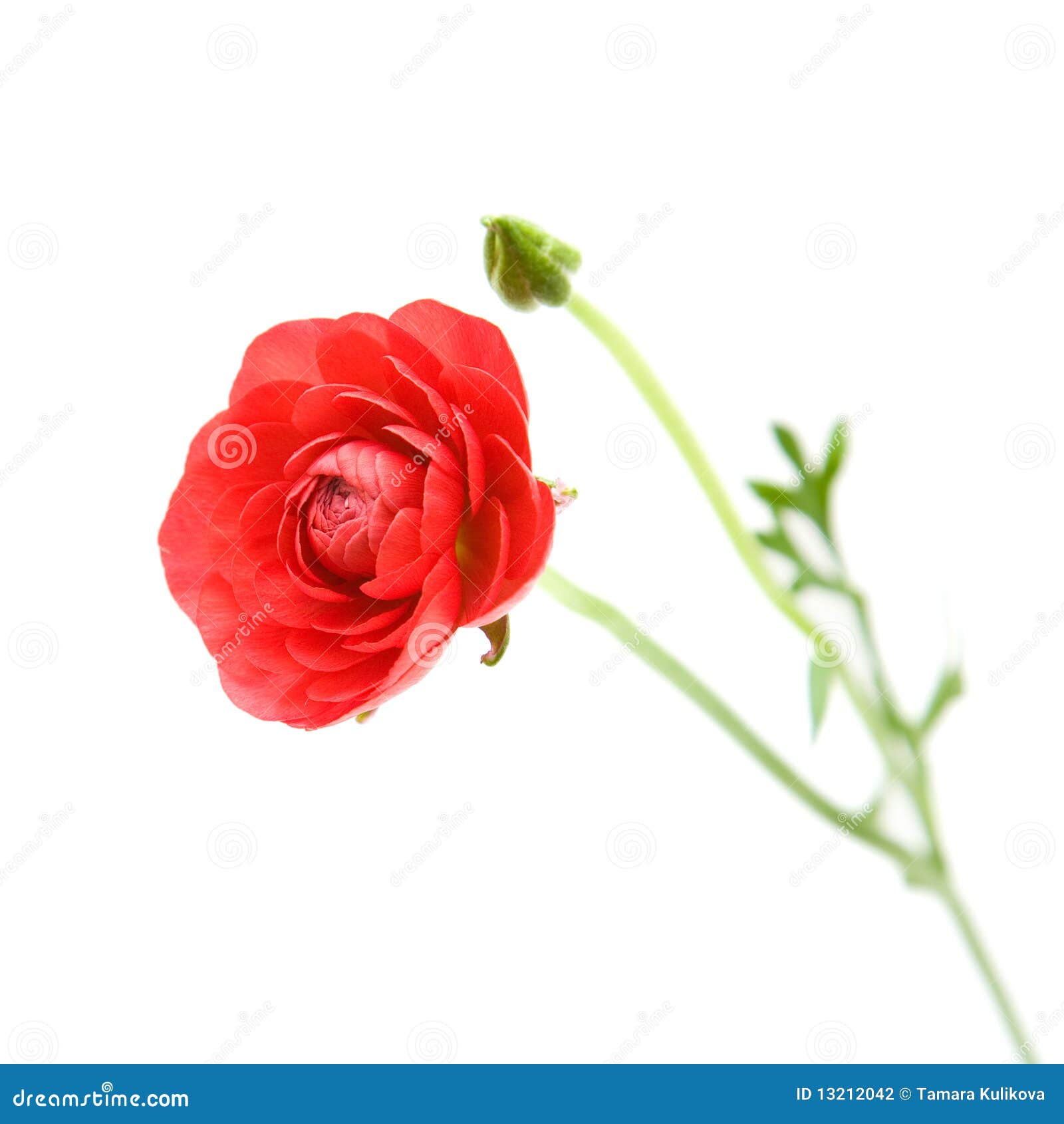 Red Ranunculus asiaticus stock photo. Image of popular - 13212042