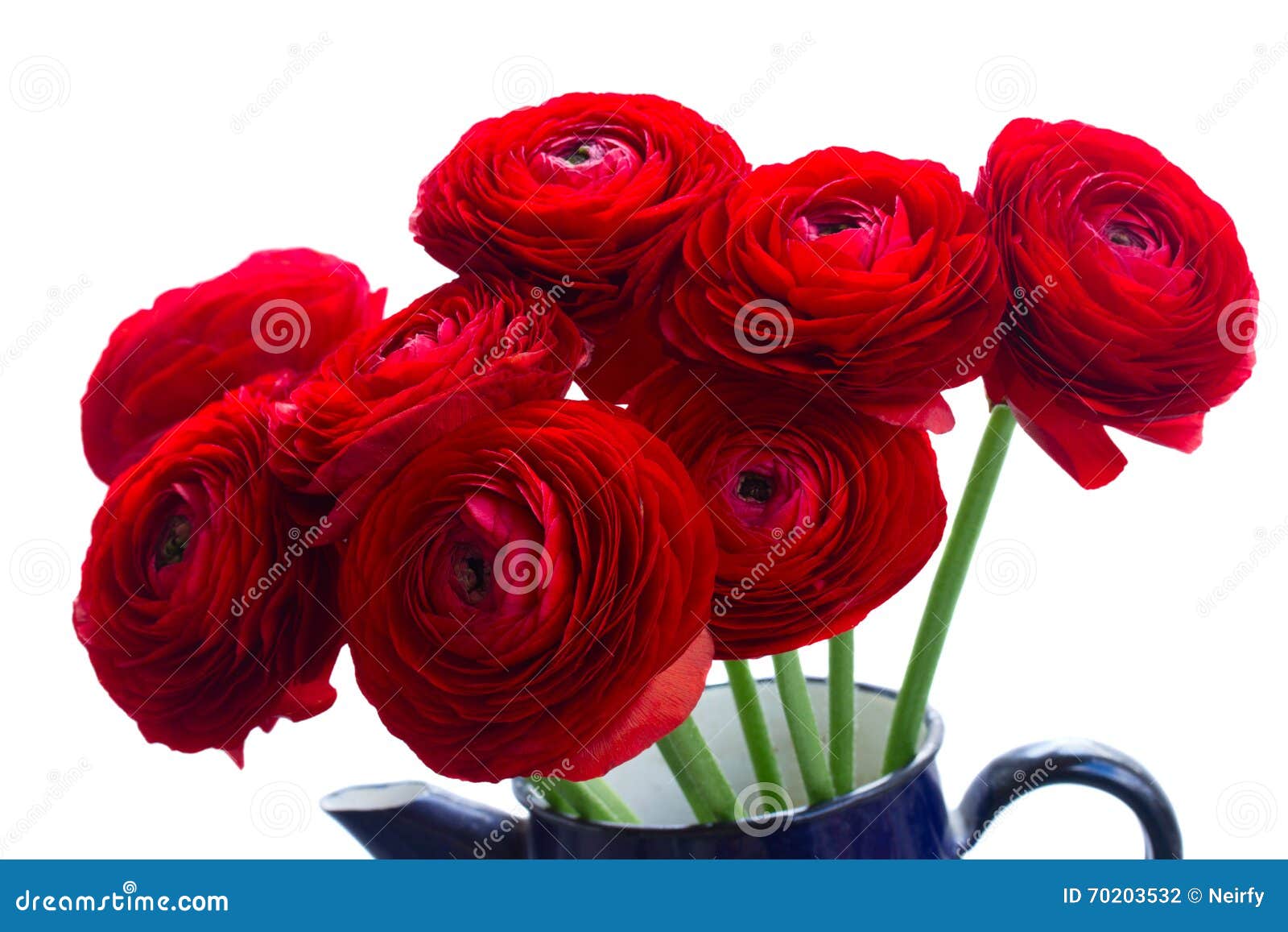 Red ranunculus flowers stock photo. Image of green, decoration - 70203532