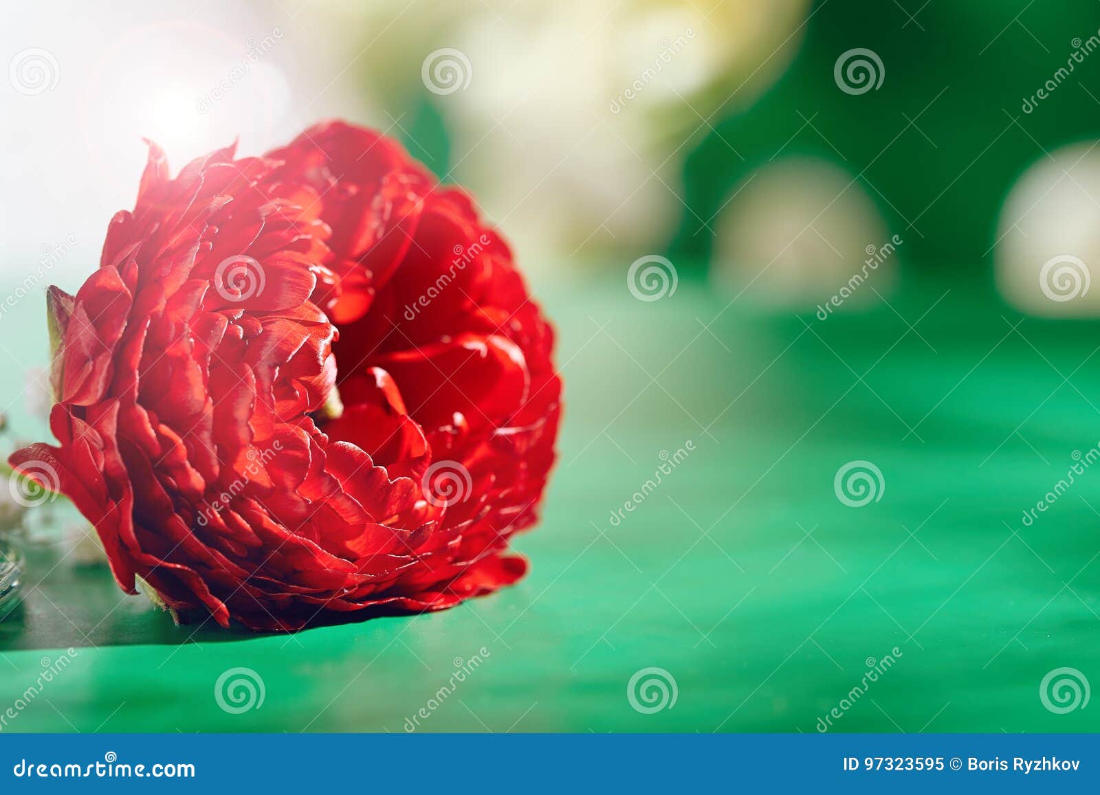 Red Ranunculus on Green stock image. Image of pattern - 97323595