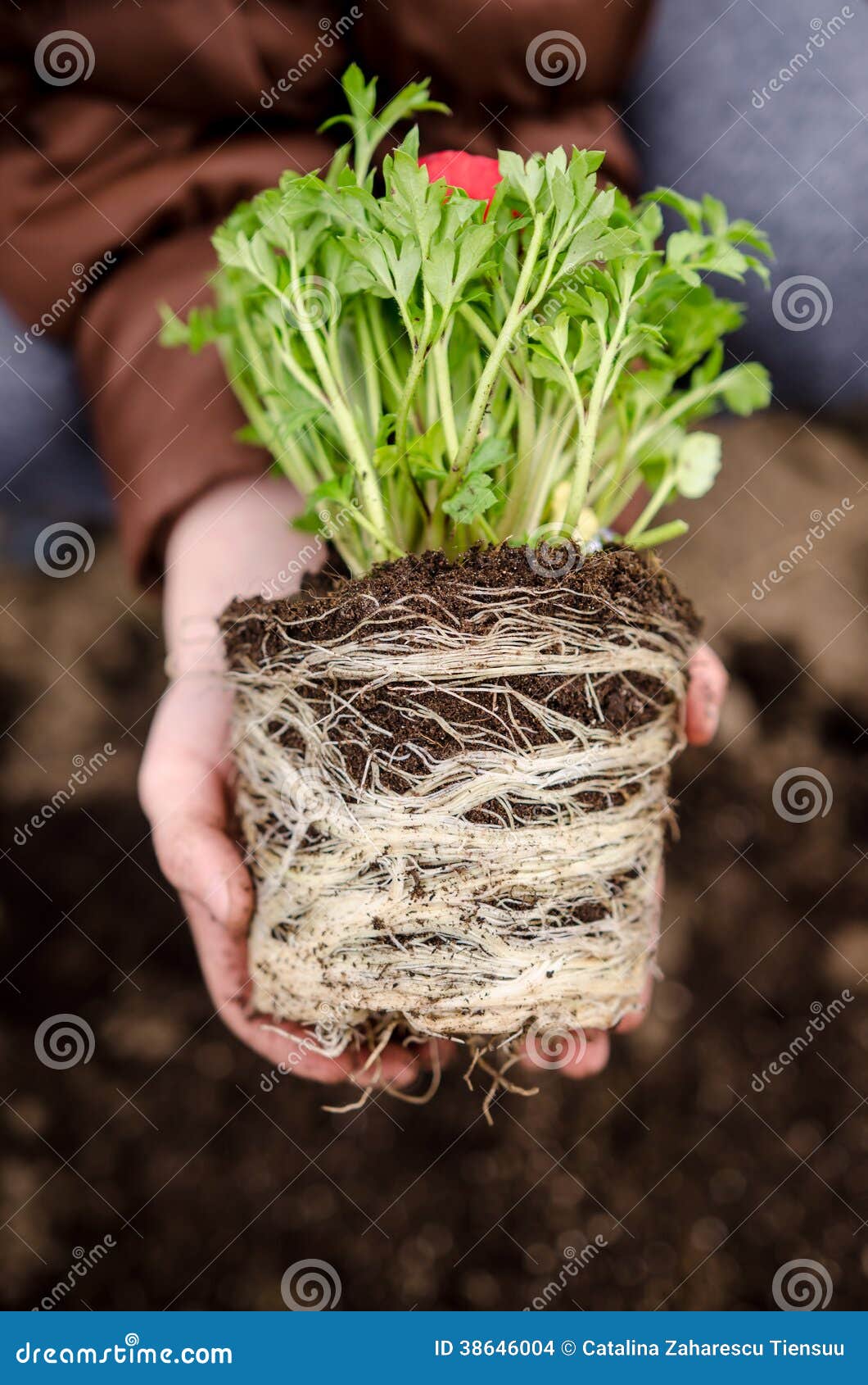 Red ranunculus roots stock photo. Image of garden, herbaceous - 38646004