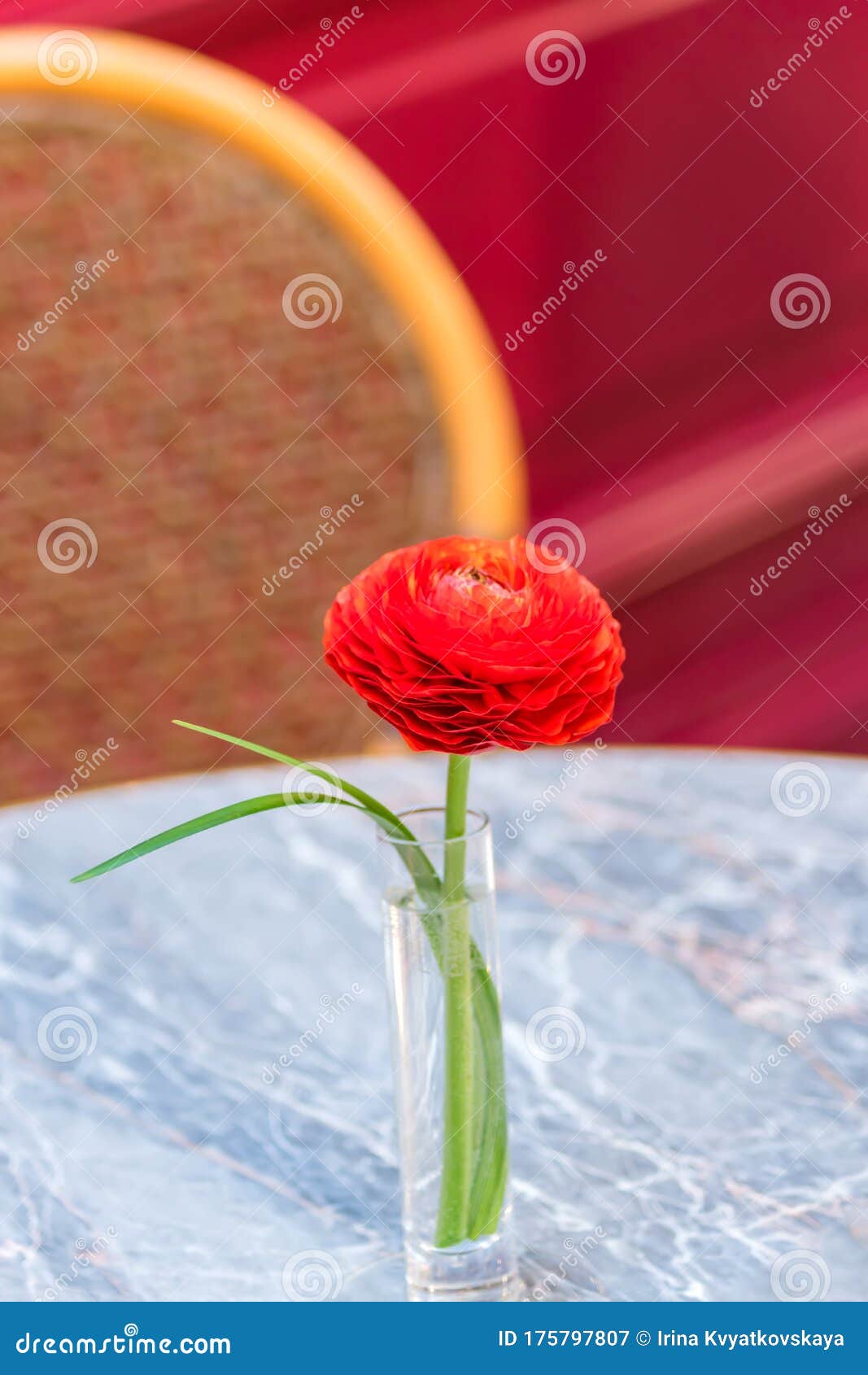 Red Ranunculus Single Flower Close Up View on Table Stock Image - Image ...
