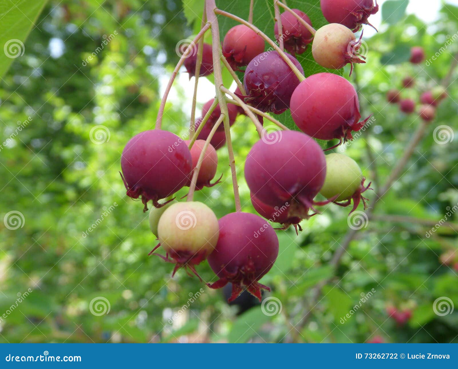 Red Berries on a Serviceberry Tree Stock Photo - Image of mespilus ...
