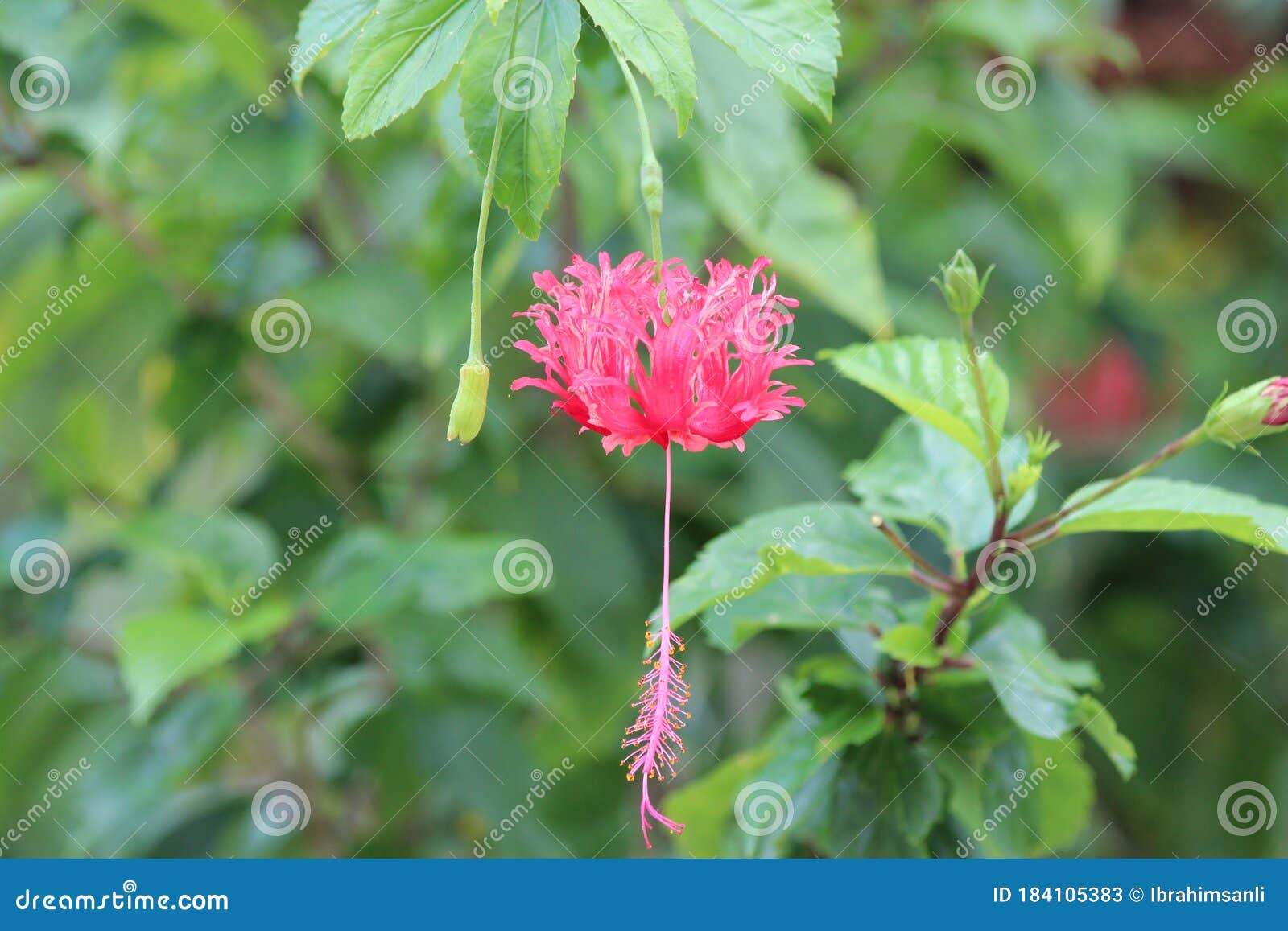 Red Rare Tropical Flower from Singapore Stock Image - Image of trees ...
