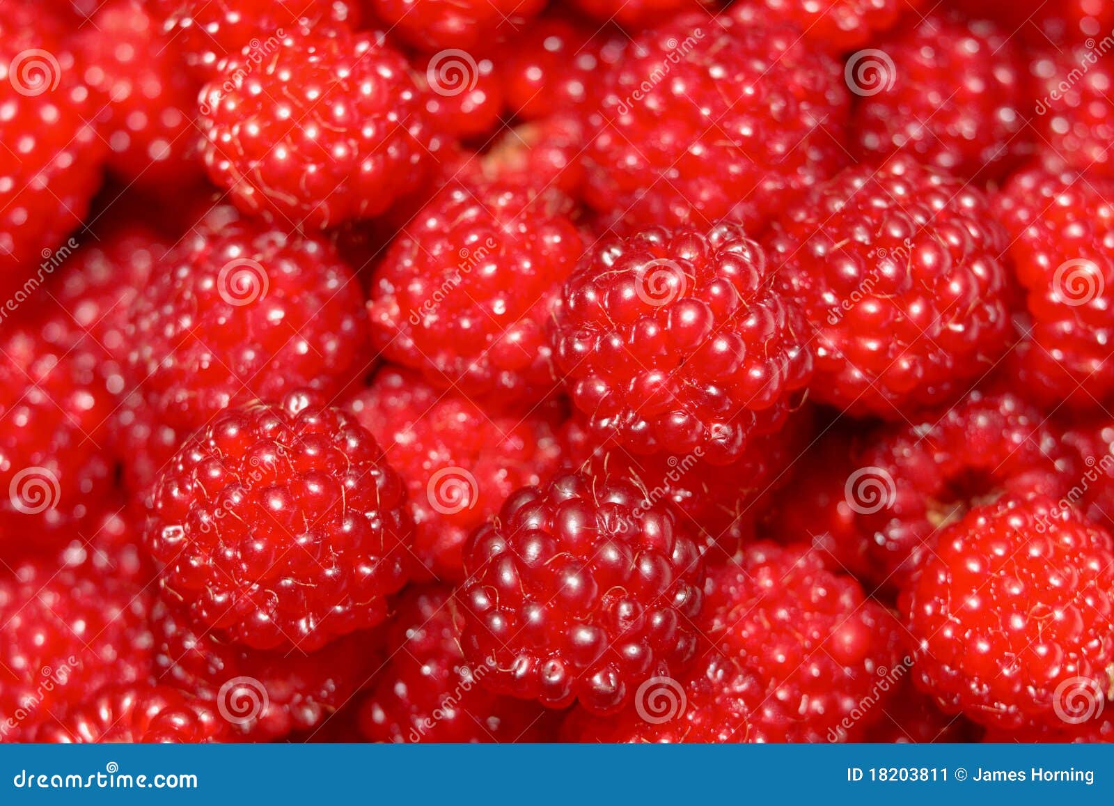 Red raspberries stock image. Image of nourishment, berries - 18203811