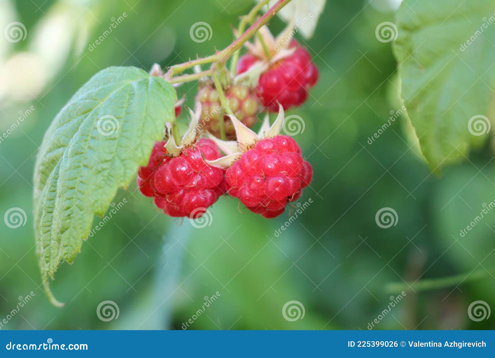 Red raspberries stock photo. Image of raspberries, dessert - 225399026