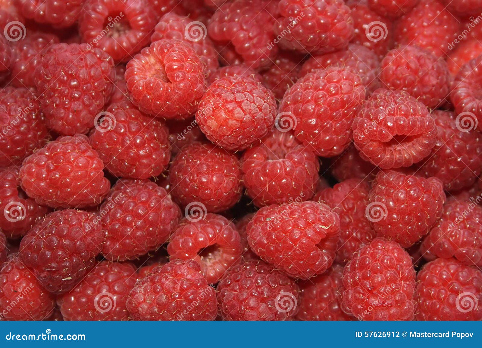 Red raspberries stock photo. Image of nutrition, ingredient - 57626912