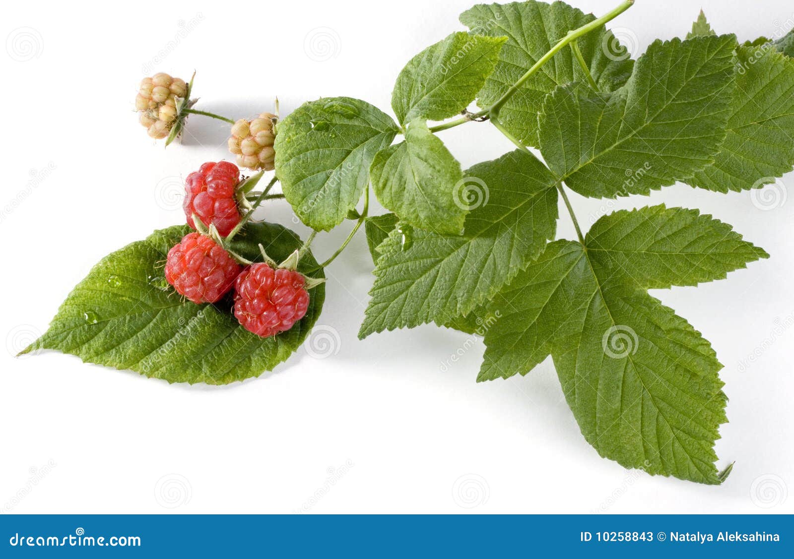 Red Raspberries on the Branch Stock Image - Image of nature, natural ...
