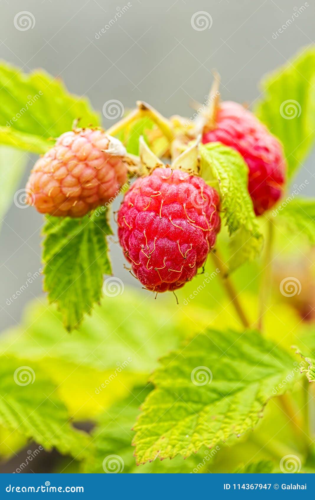 Red Raspberries on a Branch in the Garden, Close-up Stock Image - Image ...