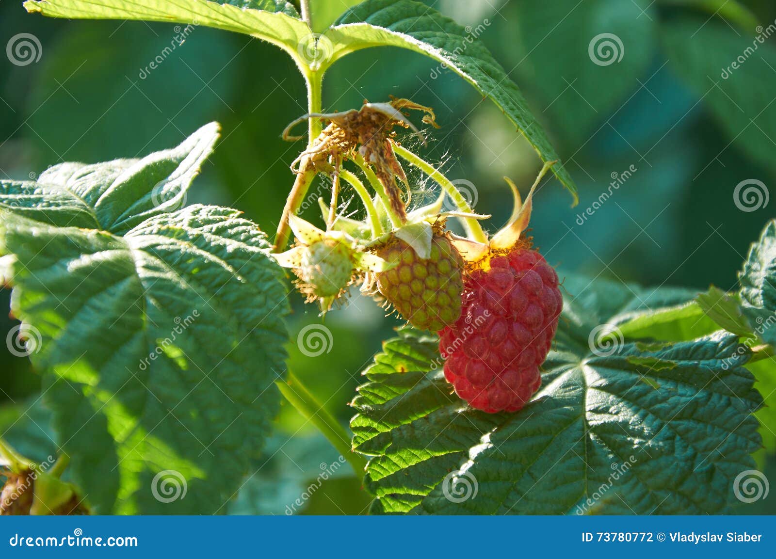 Red Raspberries on the Branch Stock Photo - Image of nutrition, nature ...