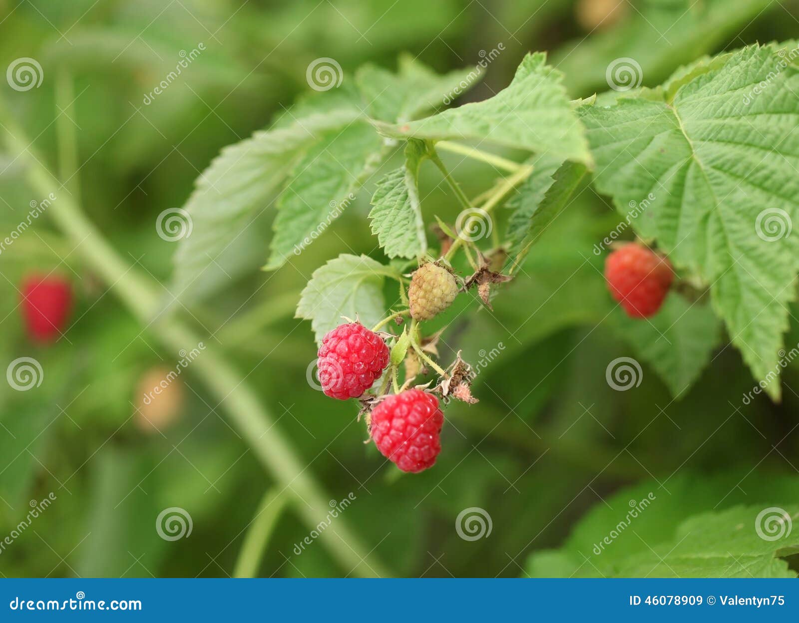Red Raspberries on the Bush. Stock Image - Image of ripe, fruit: 46078909