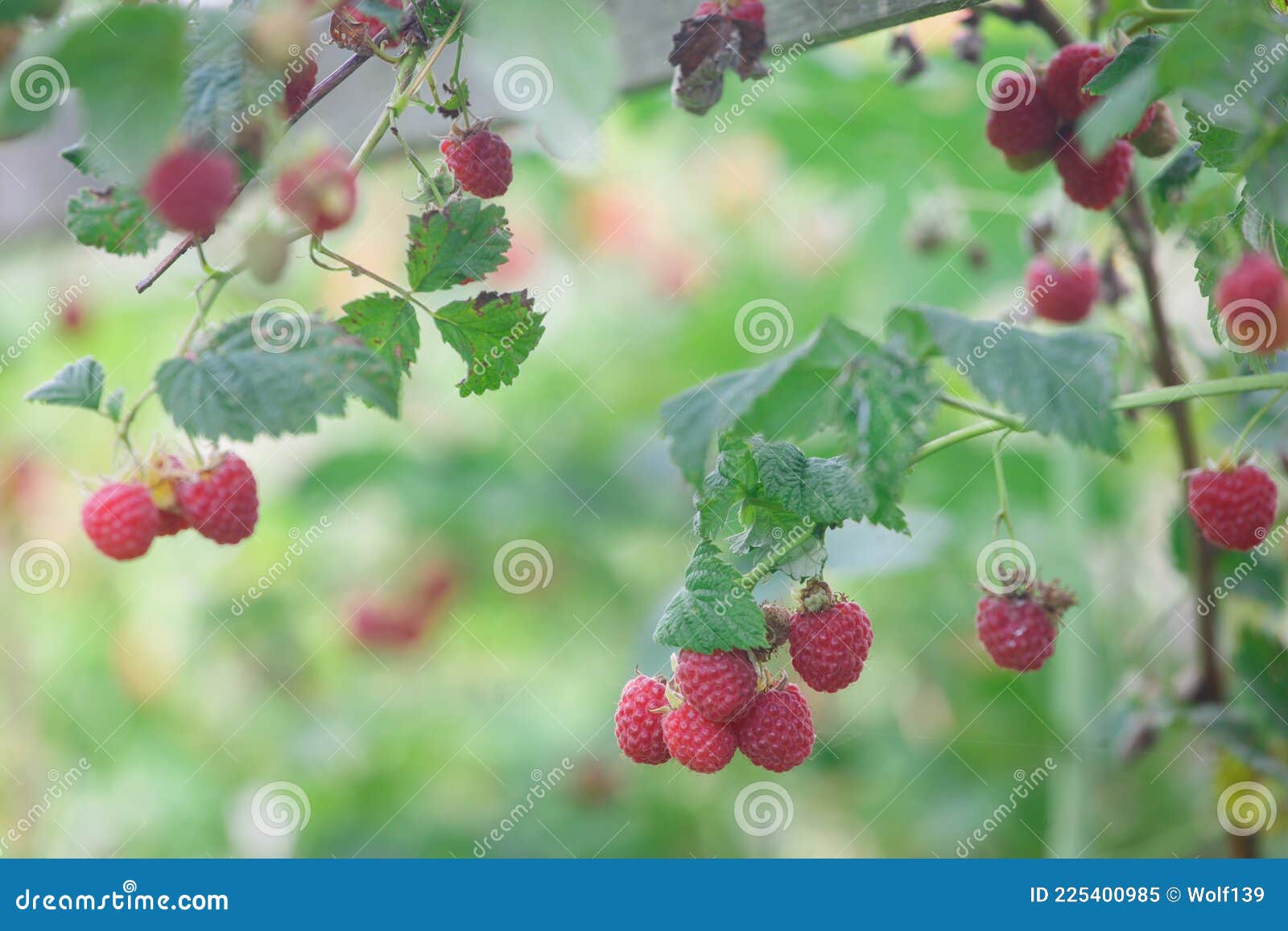 Red Raspberries in the Garden in the Summer Stock Image - Image of ...