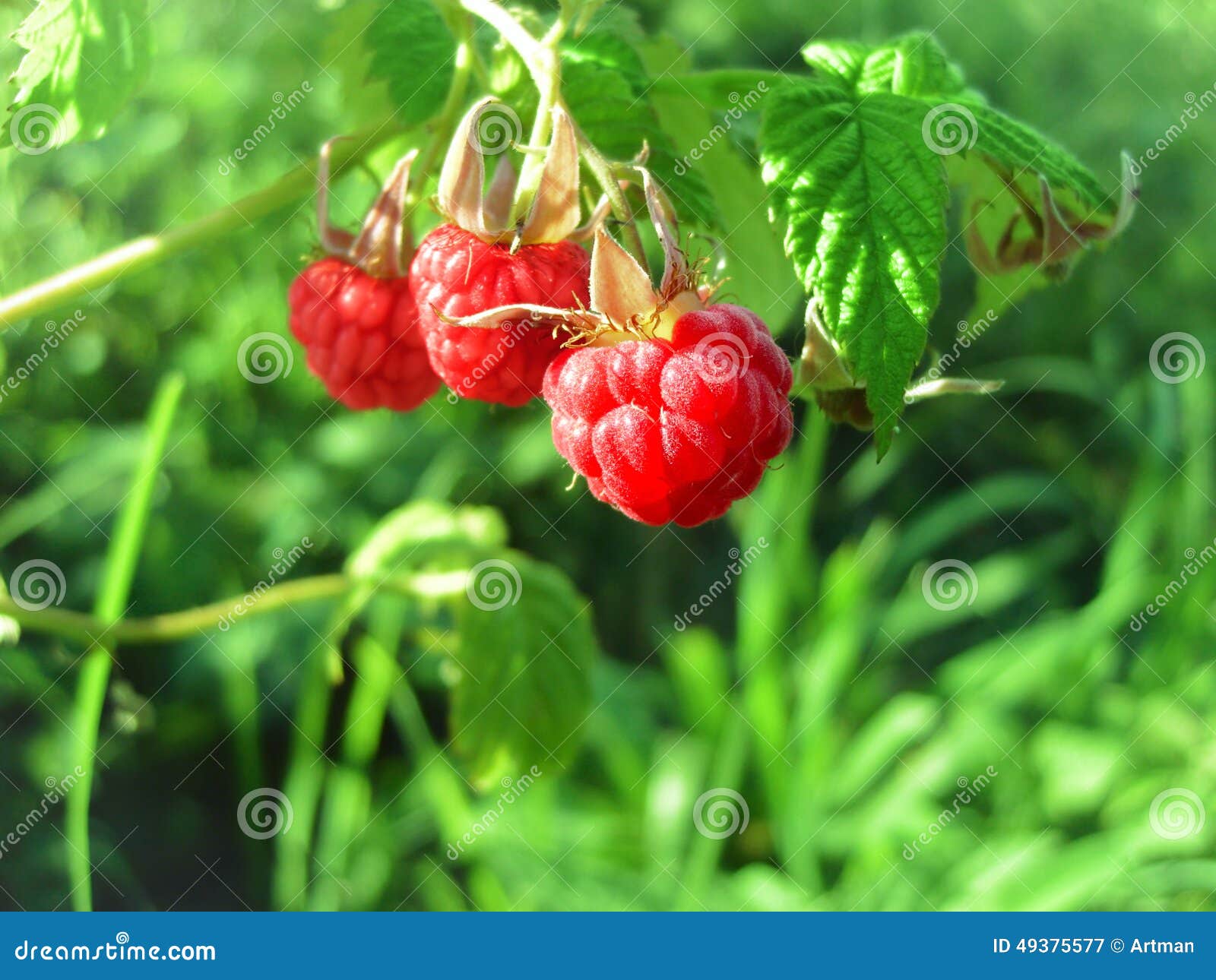 Red Raspberries on Green Background Stock Image - Image of leaf, summer ...