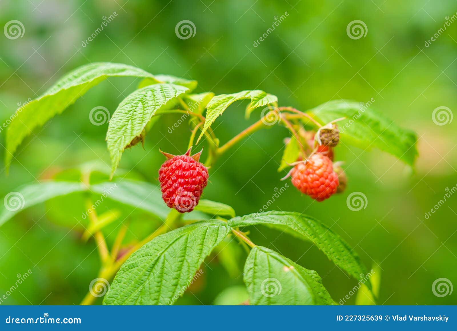 Red Raspberries Grow on a Bush Close-up Stock Image - Image of bush ...