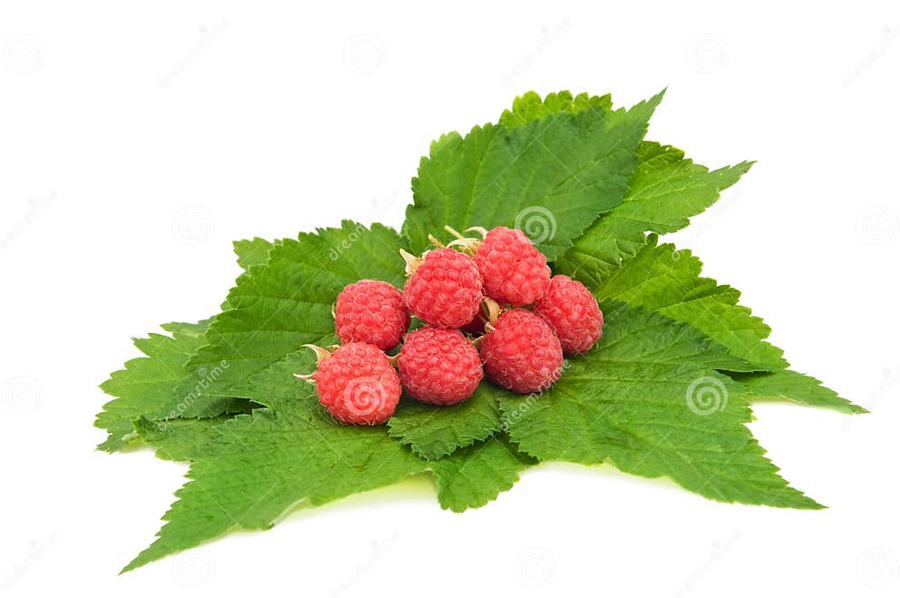 Red Raspberries on Leaves Isolated Stock Image - Image of health, sweet ...