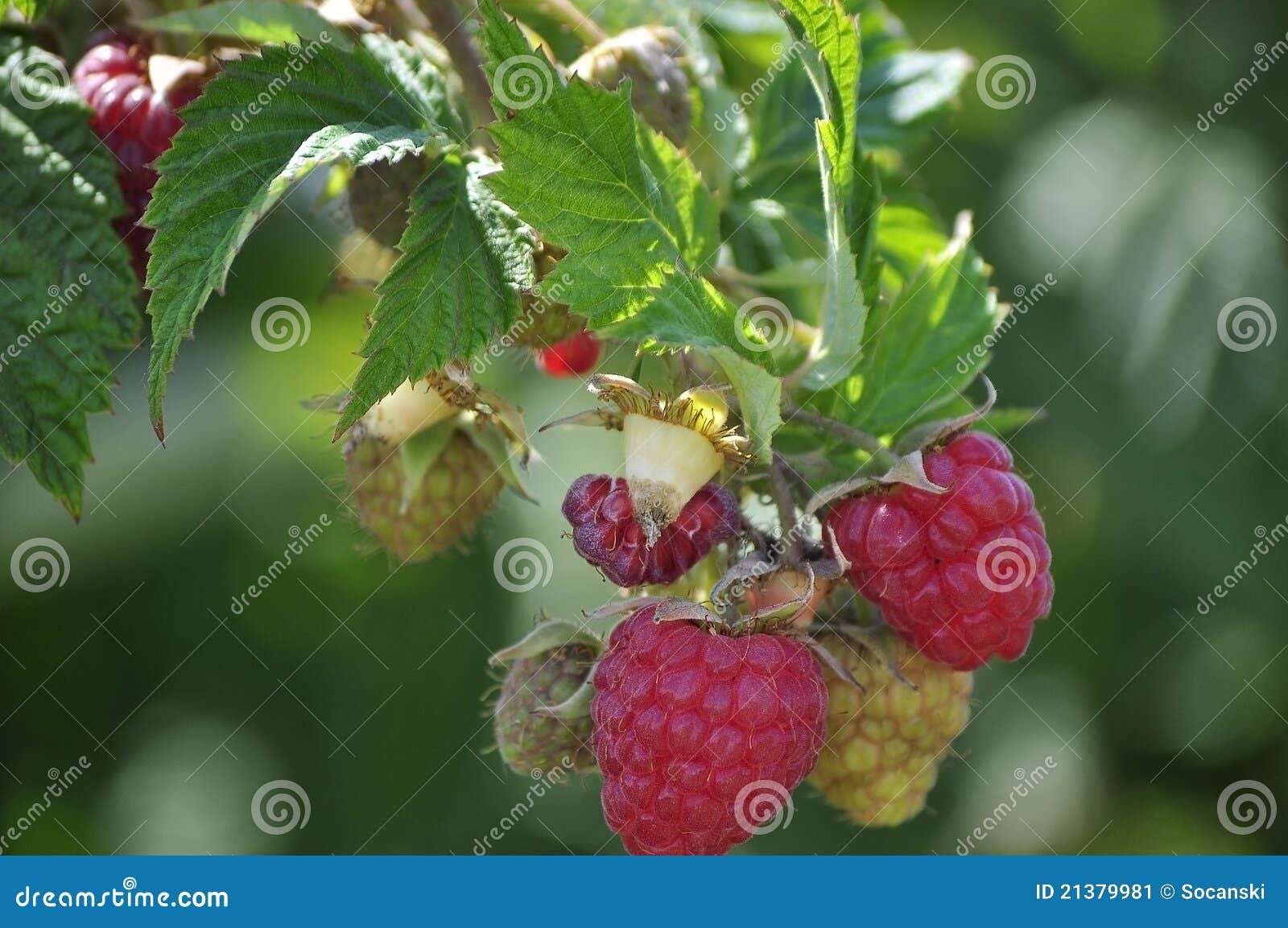 Red Raspberries Ripening stock image. Image of orchard - 21379981