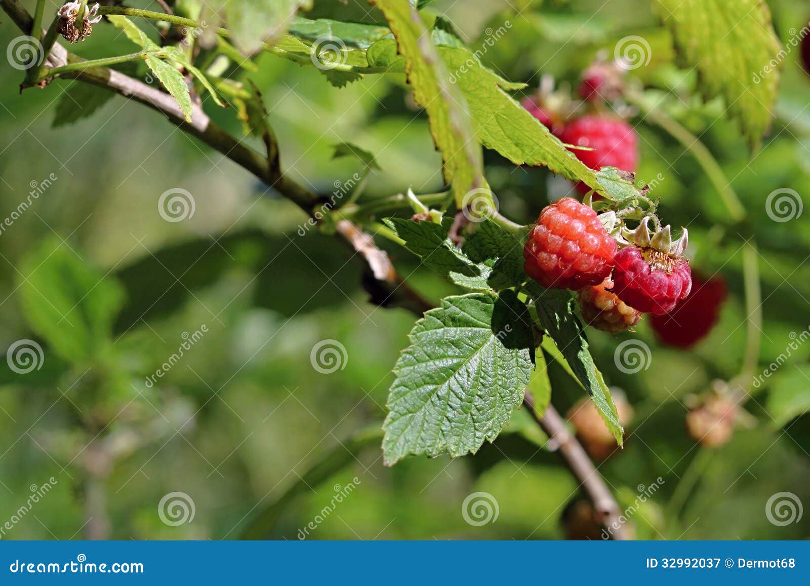 Red Raspberries in the Summer Wood Stock Image - Image of root, plants ...