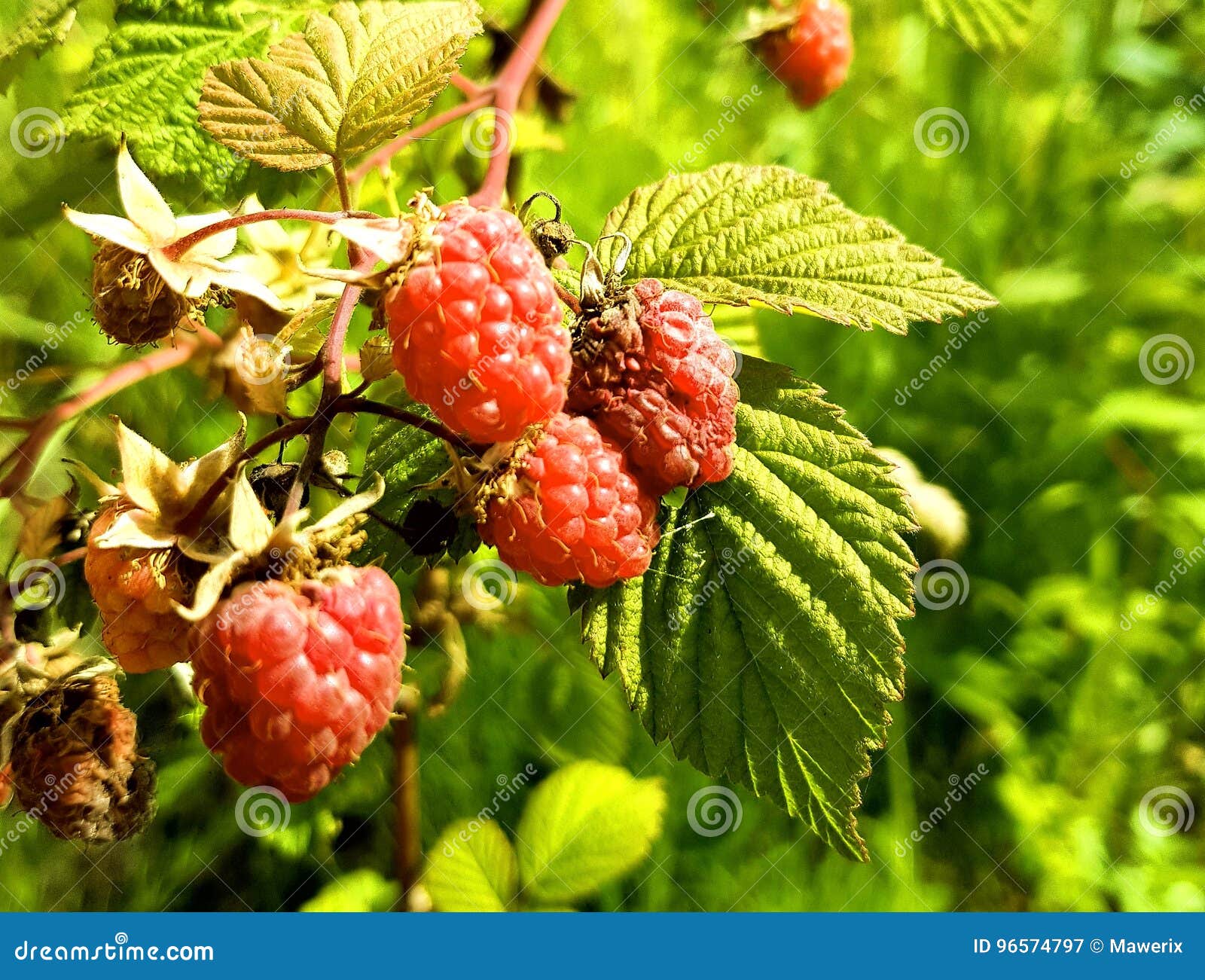 Red raspberries in sun stock image. Image of leaves, grow - 96574797