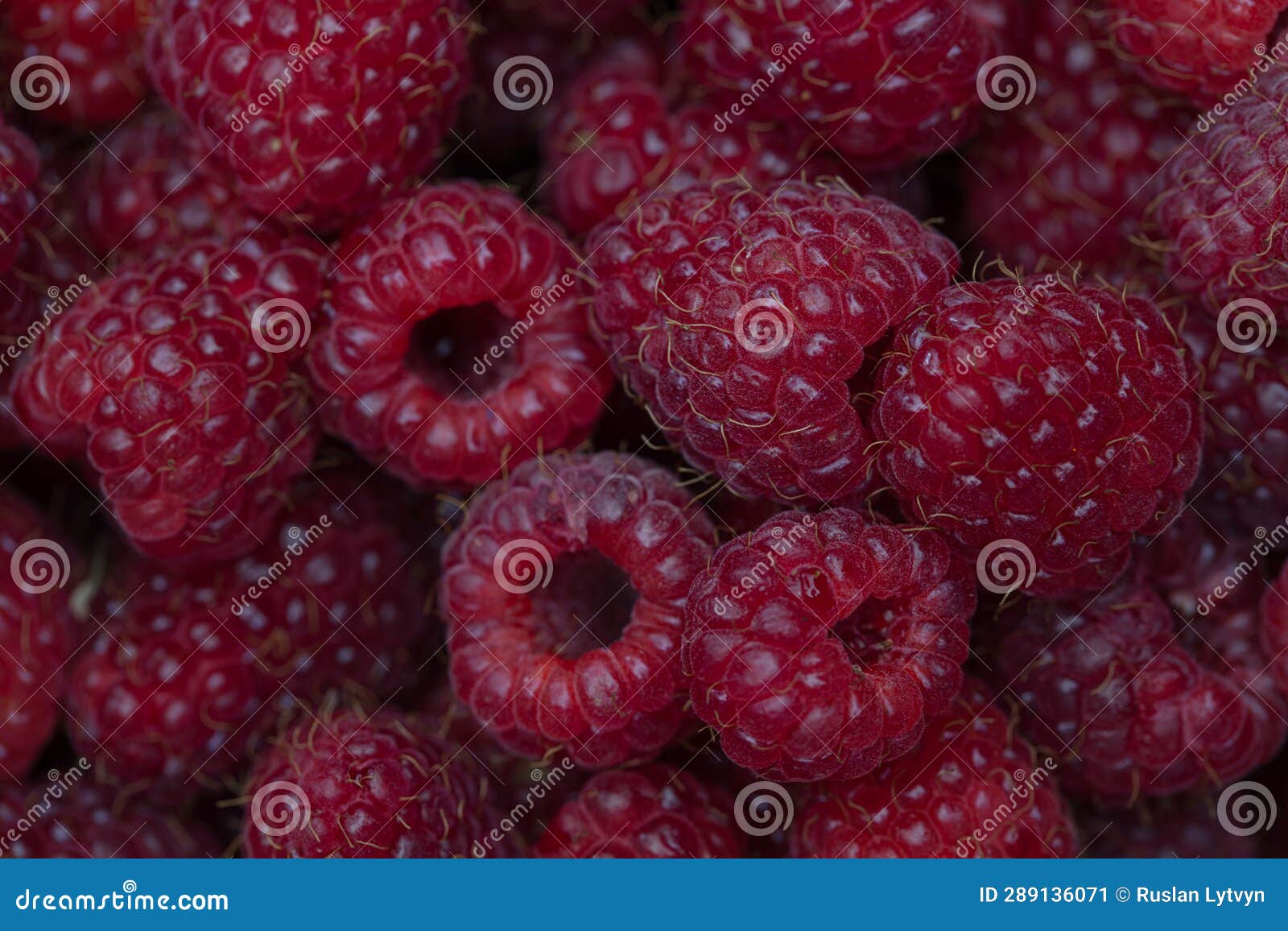 Red Raspberries Textured Background Stock Image - Image of isolated ...