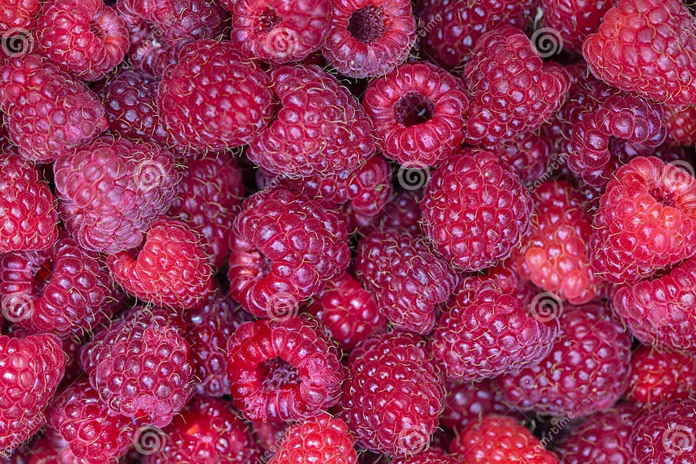 Red Raspberries Textured Background Stock Image - Image of gardening ...