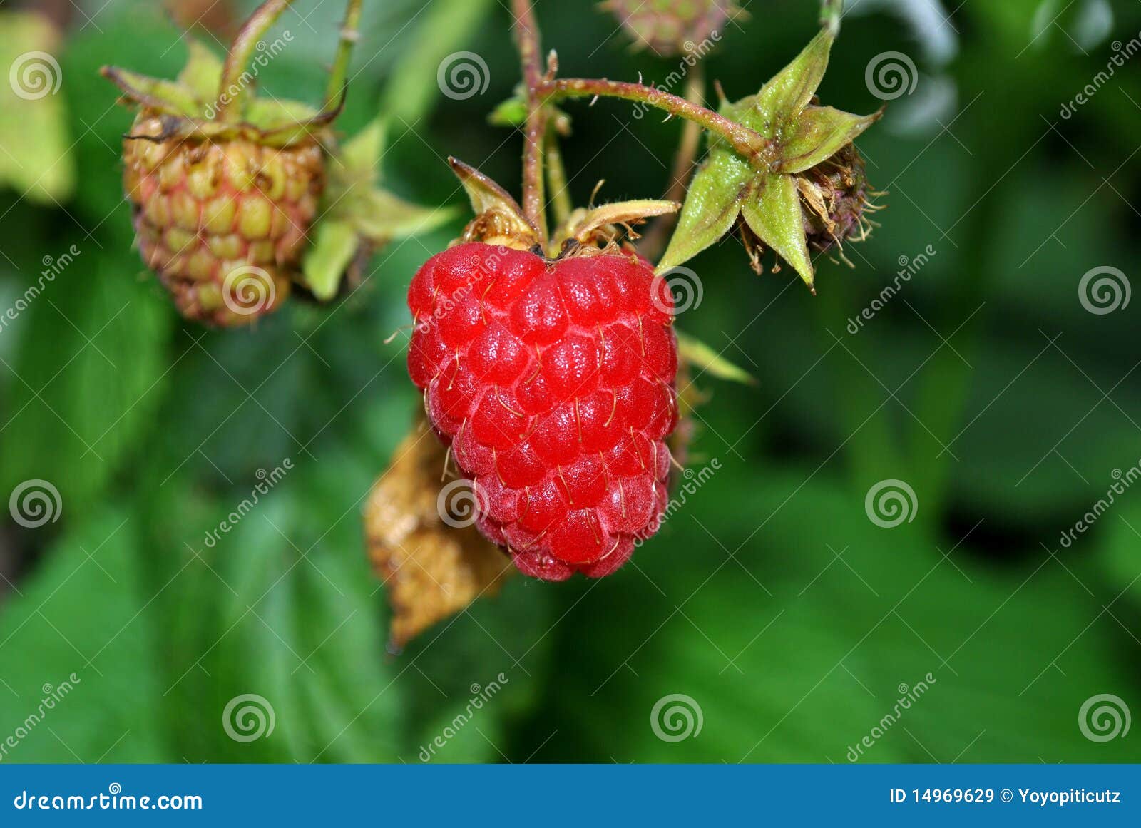 Red Raspberry stock image. Image of seeds, plants, background - 14969629