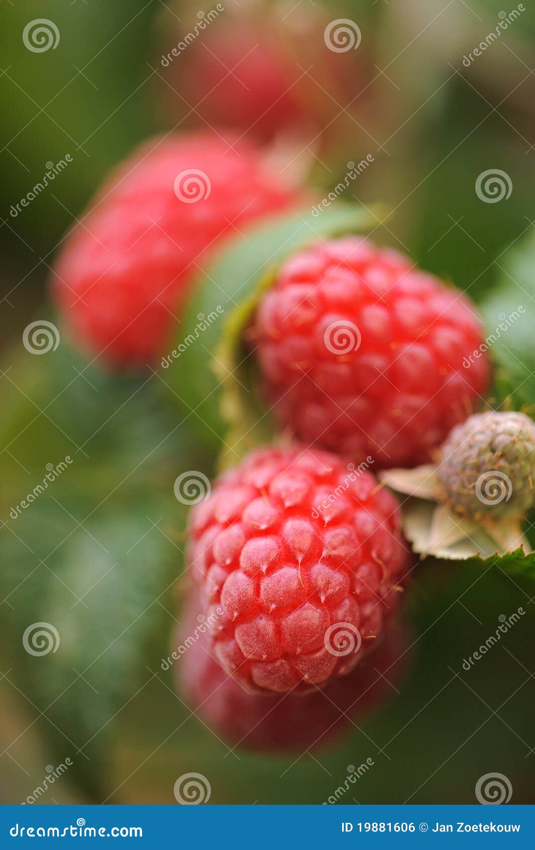 Red raspberry stock photo. Image of nature, growing, cultivation - 19881606