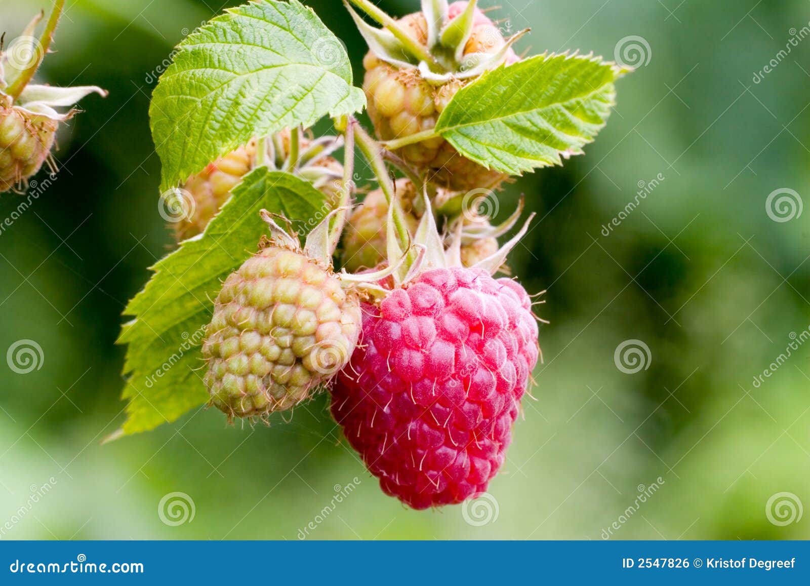 Red Raspberry Picture. Image: 2547826