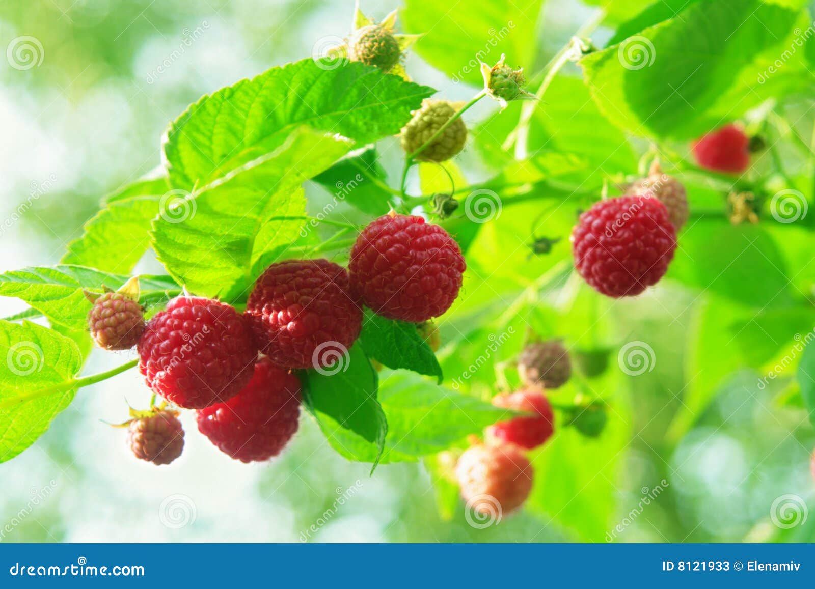 Red raspberry. stock image. Image of garden, juicy, eating - 8121933